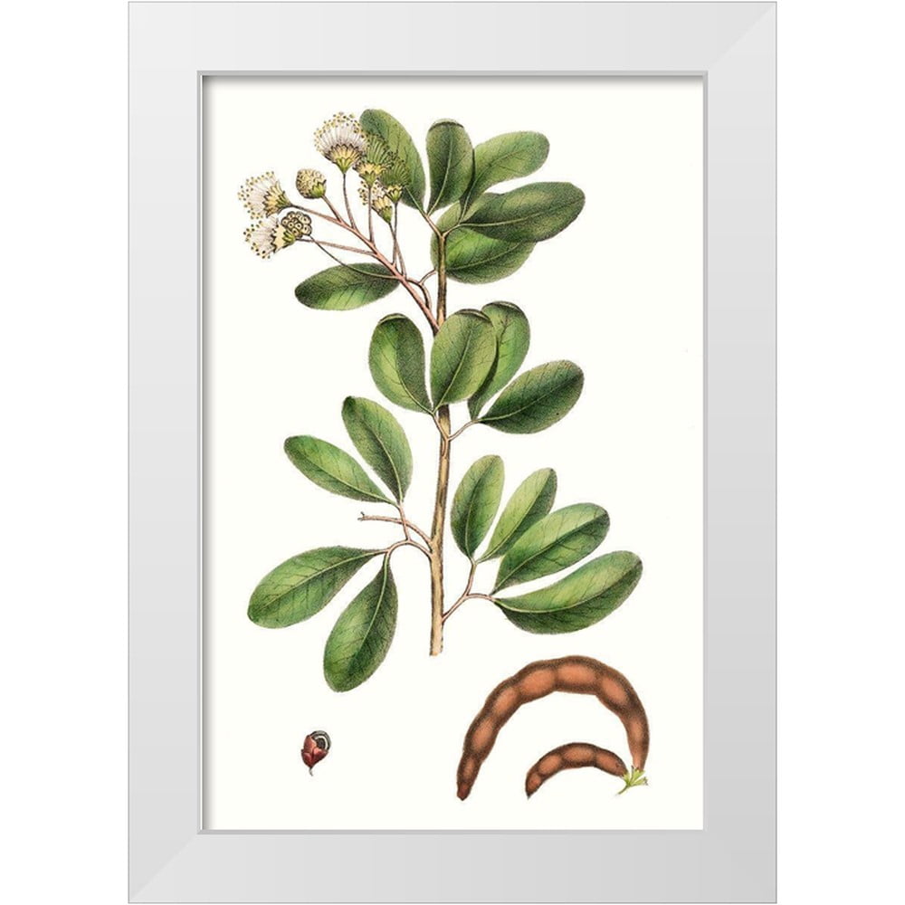 Nuttall, Thomas 17x24 White Modern Wood Framed Museum Art Print Titled ...