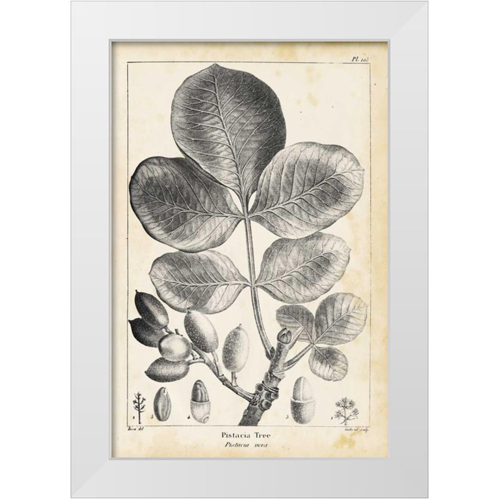 Nuttall, Thomas 17x24 White Modern Wood Framed Museum Art Print Titled ...