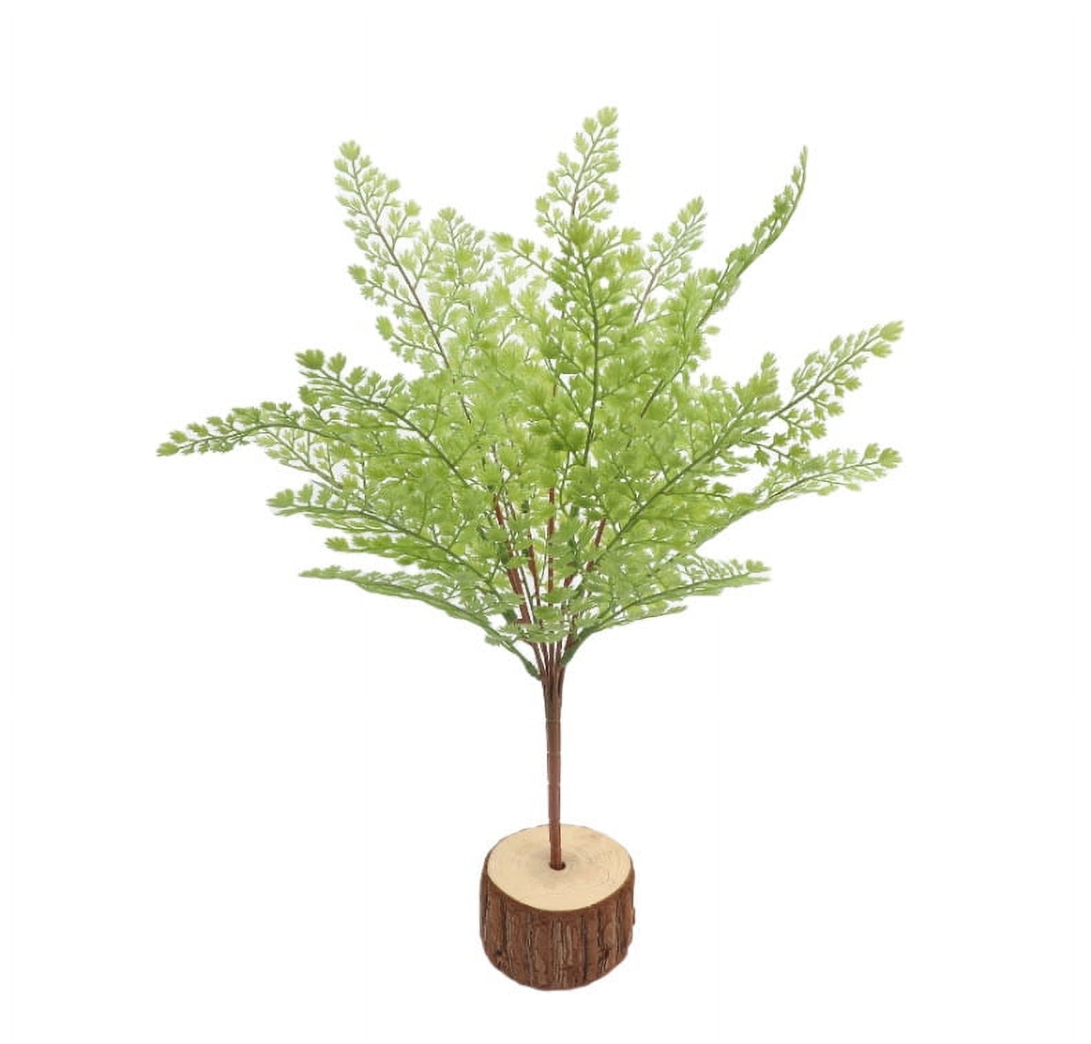 Chinese Fern