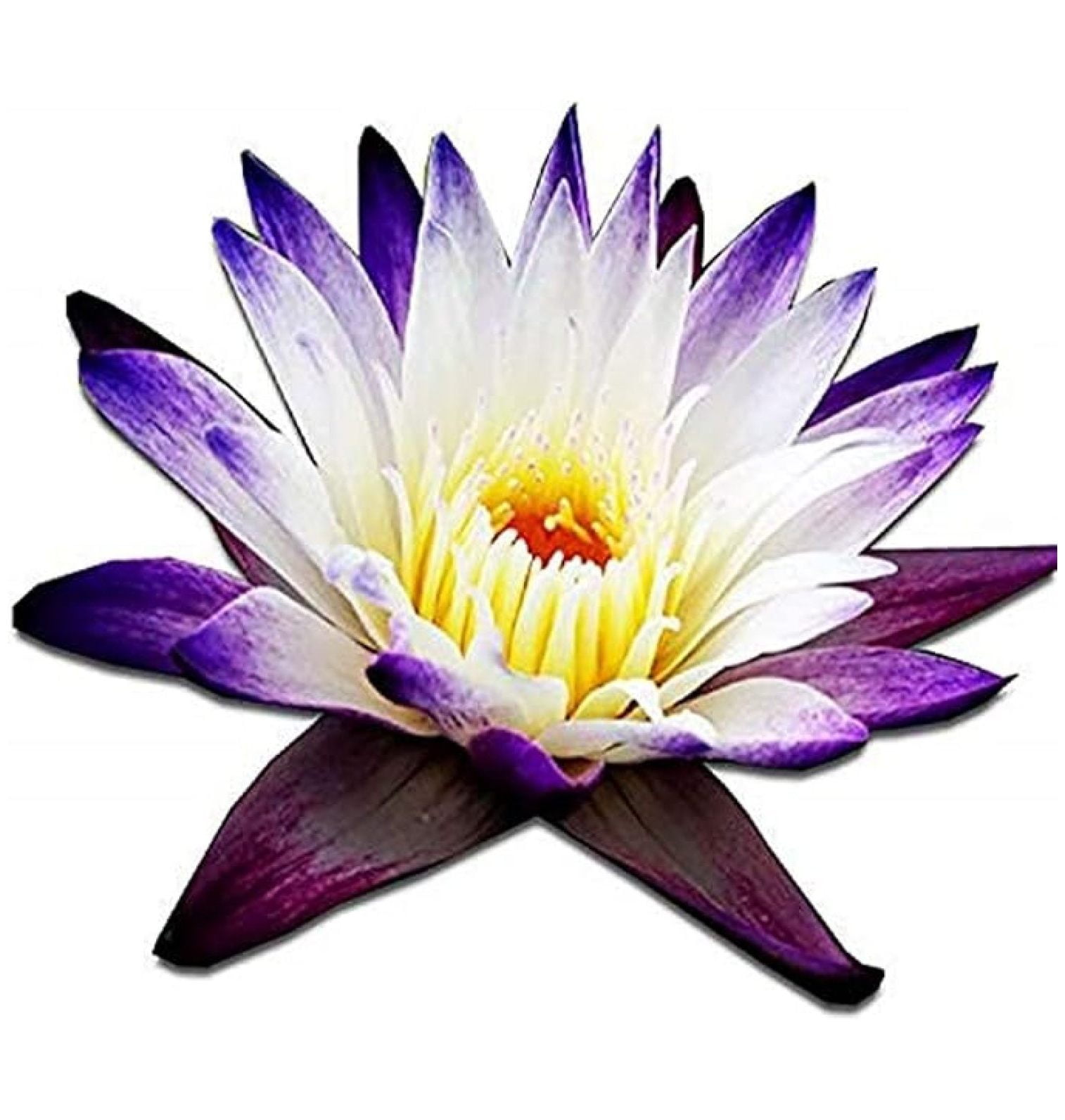 Nymphaea Joy Tropical Water Lily Tuber Live Aquatic Plant for Ponds ...