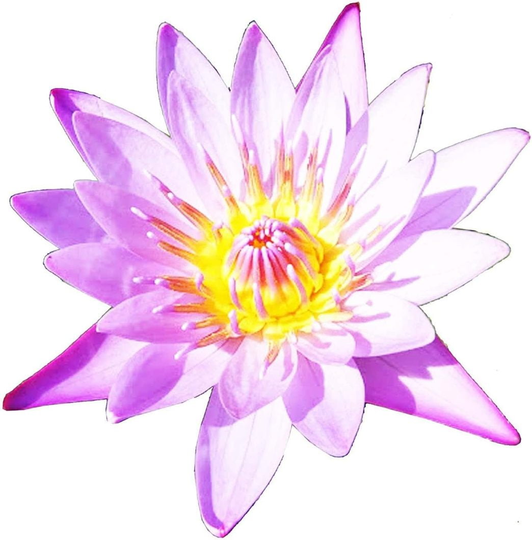 (Nymphaea Panama Pacific) Tropical Water Lily Tuber Live Aquatic Plants ...