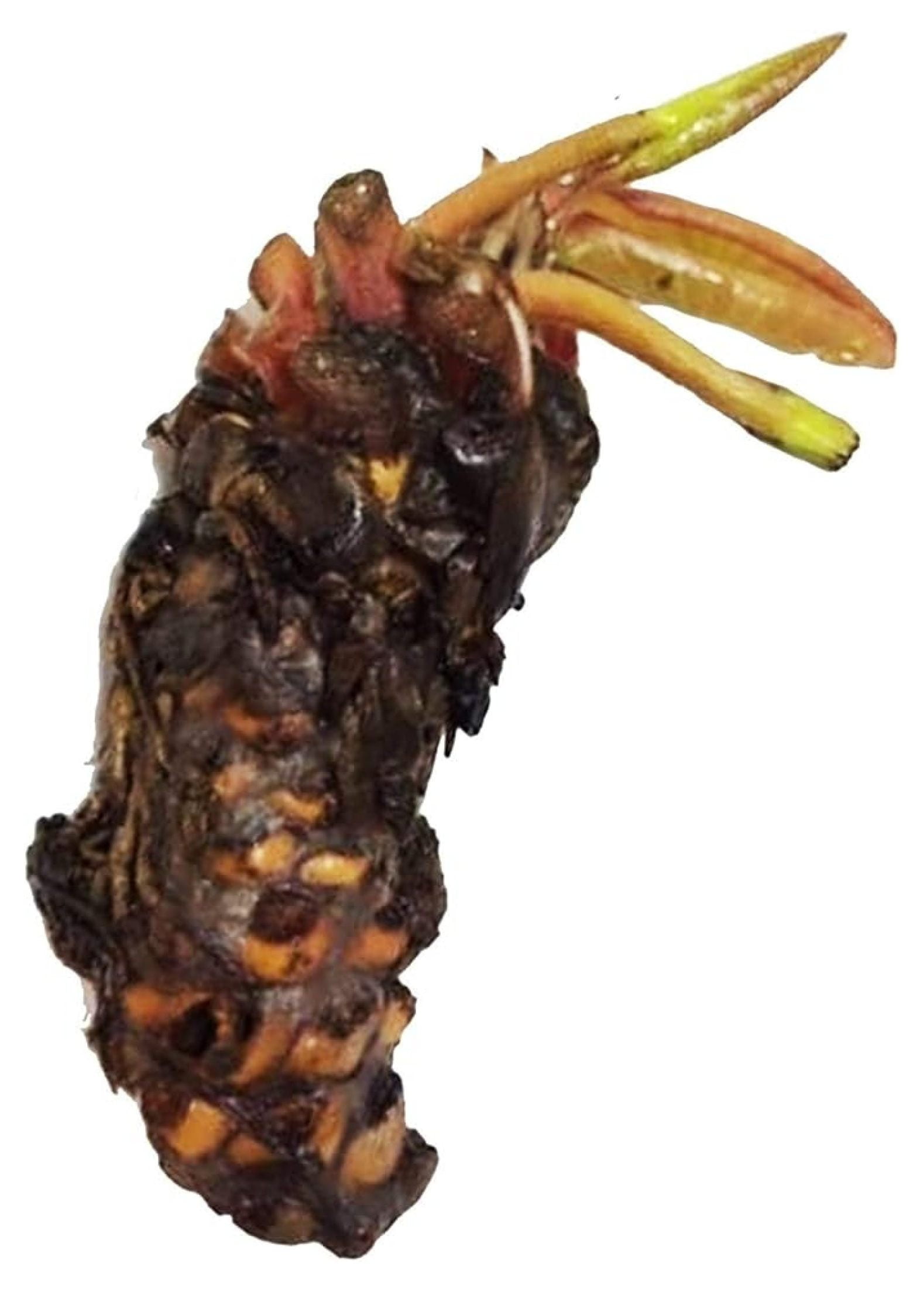 (Nymphaea Perry's Baby) Red Water Lily Tuber Live Aquatic Plants for ...