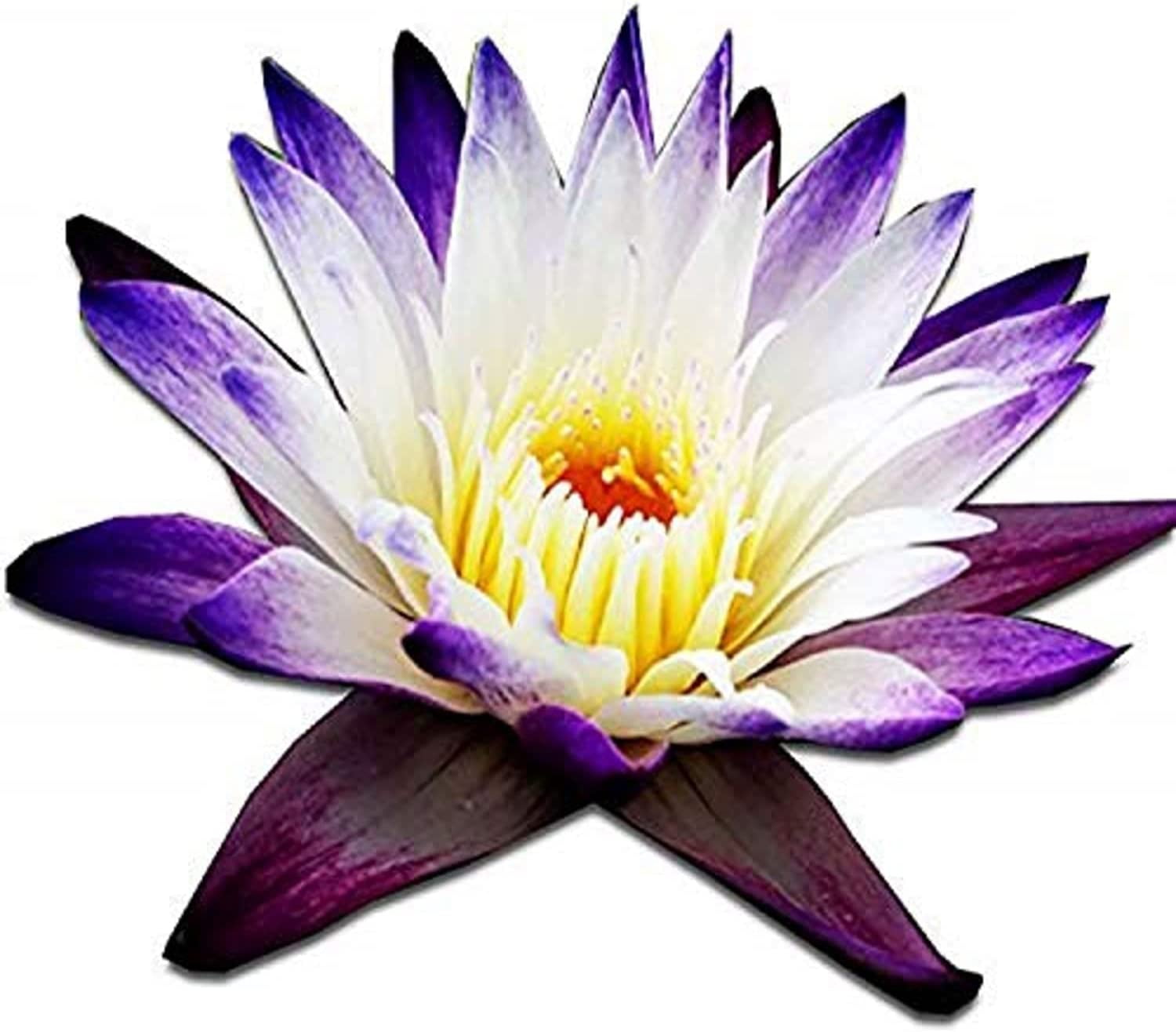 (Nymphaea Purple Joy) Tropical Water Lily Tuber Live Aquatic Plants for ...