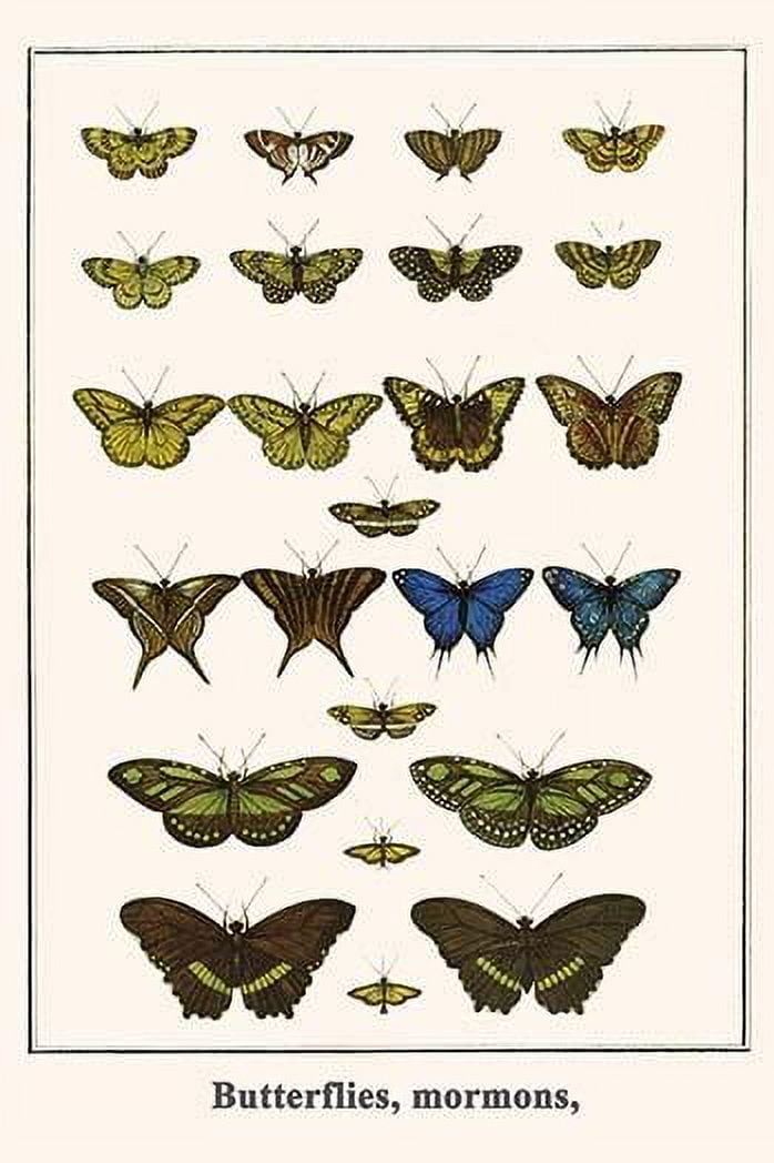 Nymphalidae, Papilionidae, Lycaenidae, Stalachis phlegia, Marpesia ...