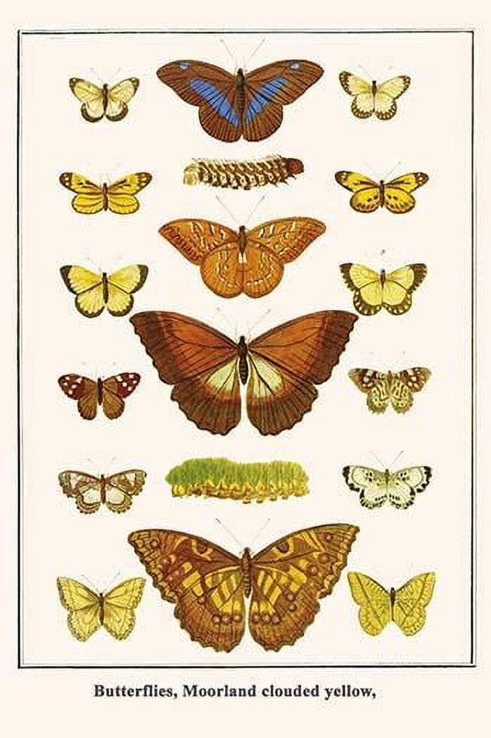 Nymphalidae, Pieridae, Archaeoprepona, demiphon, Heliconius hecale ...