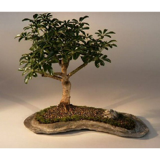 O'force Hawaiian Umbrella Tree on a Rock Slab (arboricola schefflera ...