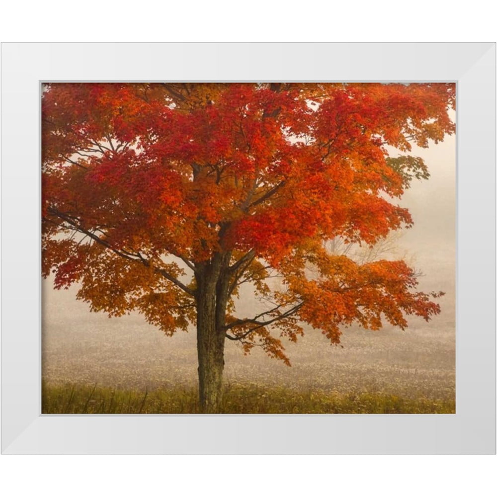 OBrien, Jay 14x12 White Modern Wood Framed Museum Art Print Titled ...