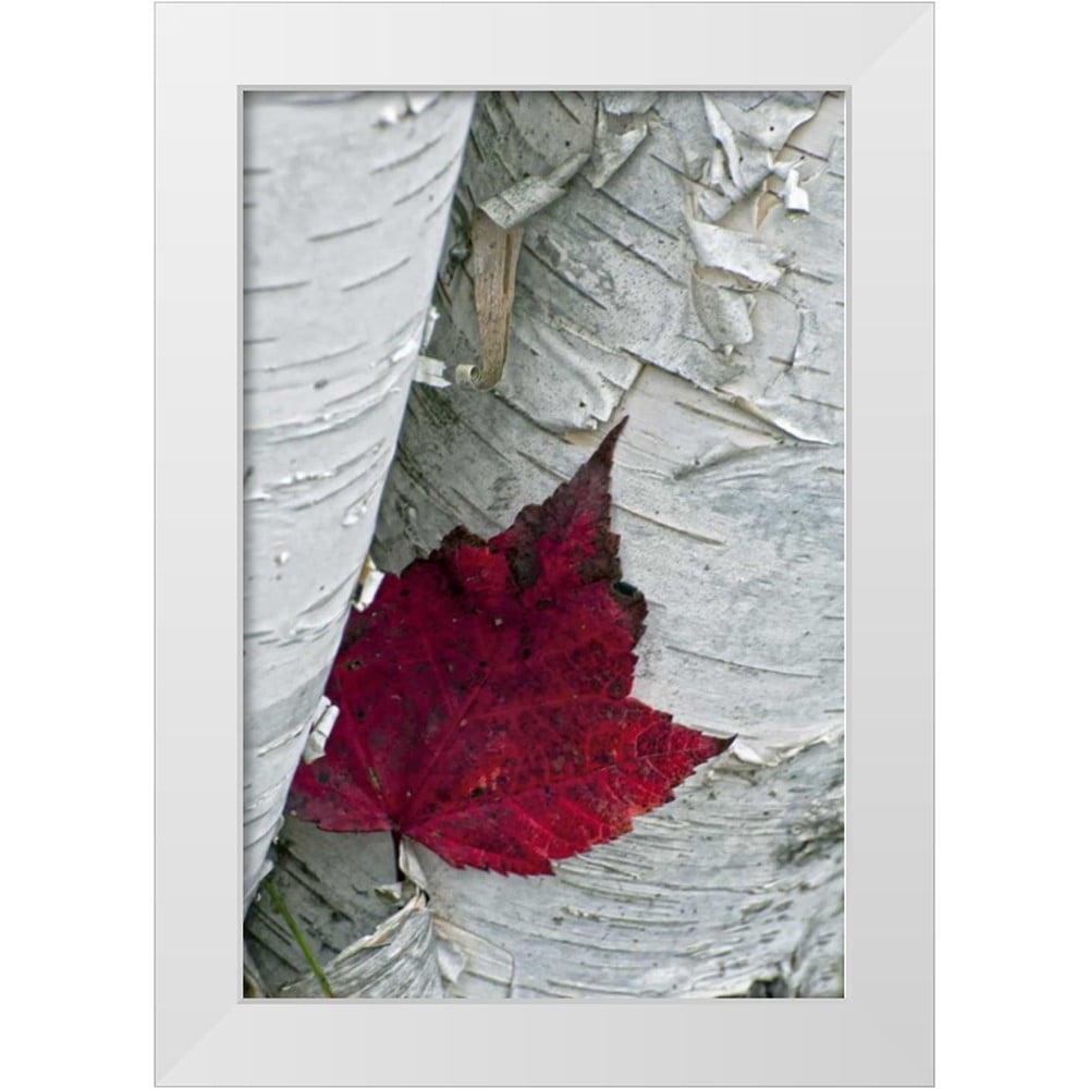 OBrien, Jay 23x32 White Modern Wood Framed Museum Art Print Titled ...