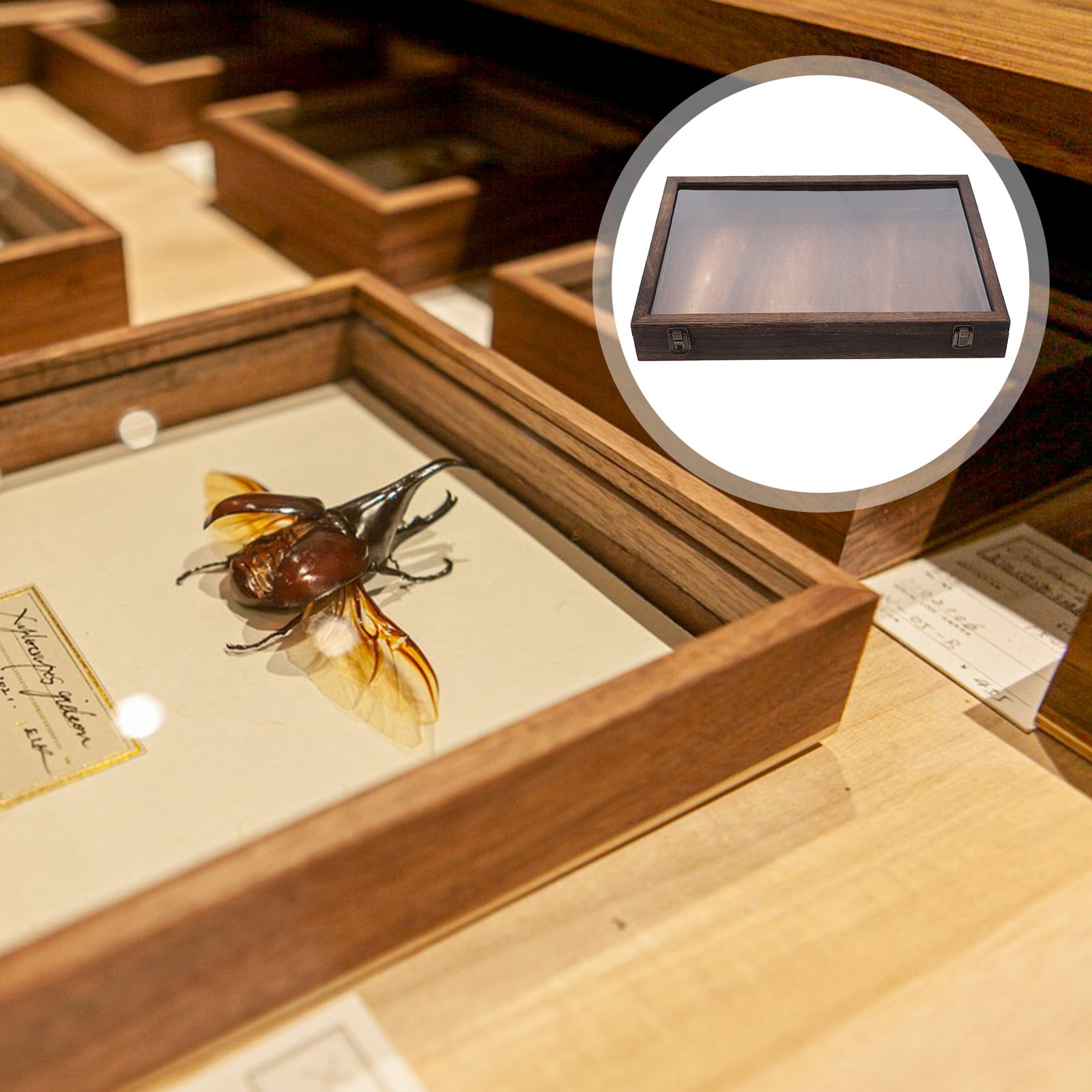 OHOIOLLA 1 Set Brown Wood Specimen Display Case for Specimen Collection ...