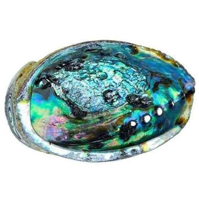 OMSutra OMTXTD50-AS 6 ft. Wooden Stand for Holding Abalone Shell ...
