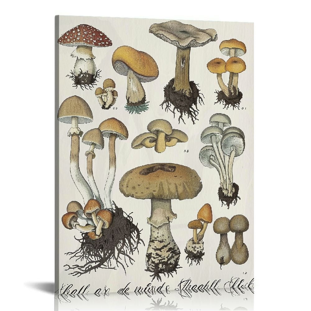 ONETECH Vintage Mushroom Poster Frame, Mushroom Illustrative Reference ...