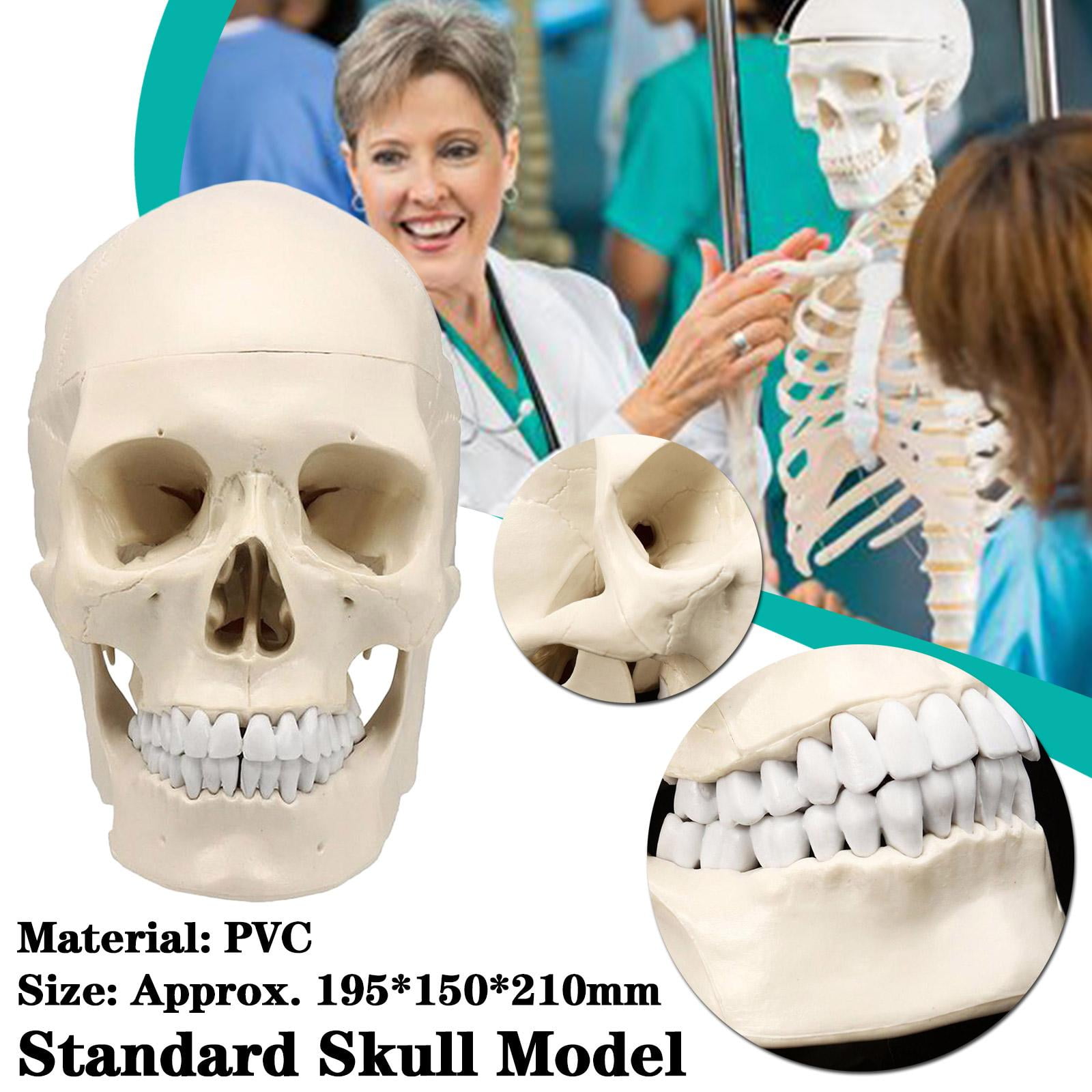 OPDBN Life Size Human Anatomical Anatomy Resin Head Bone Model Skull ...