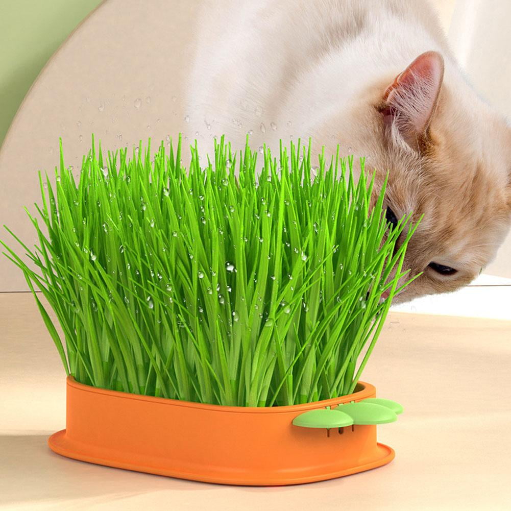 OPDBN Cat Grass Planting Box Plant Growing Kit Hydroponic Planter ...