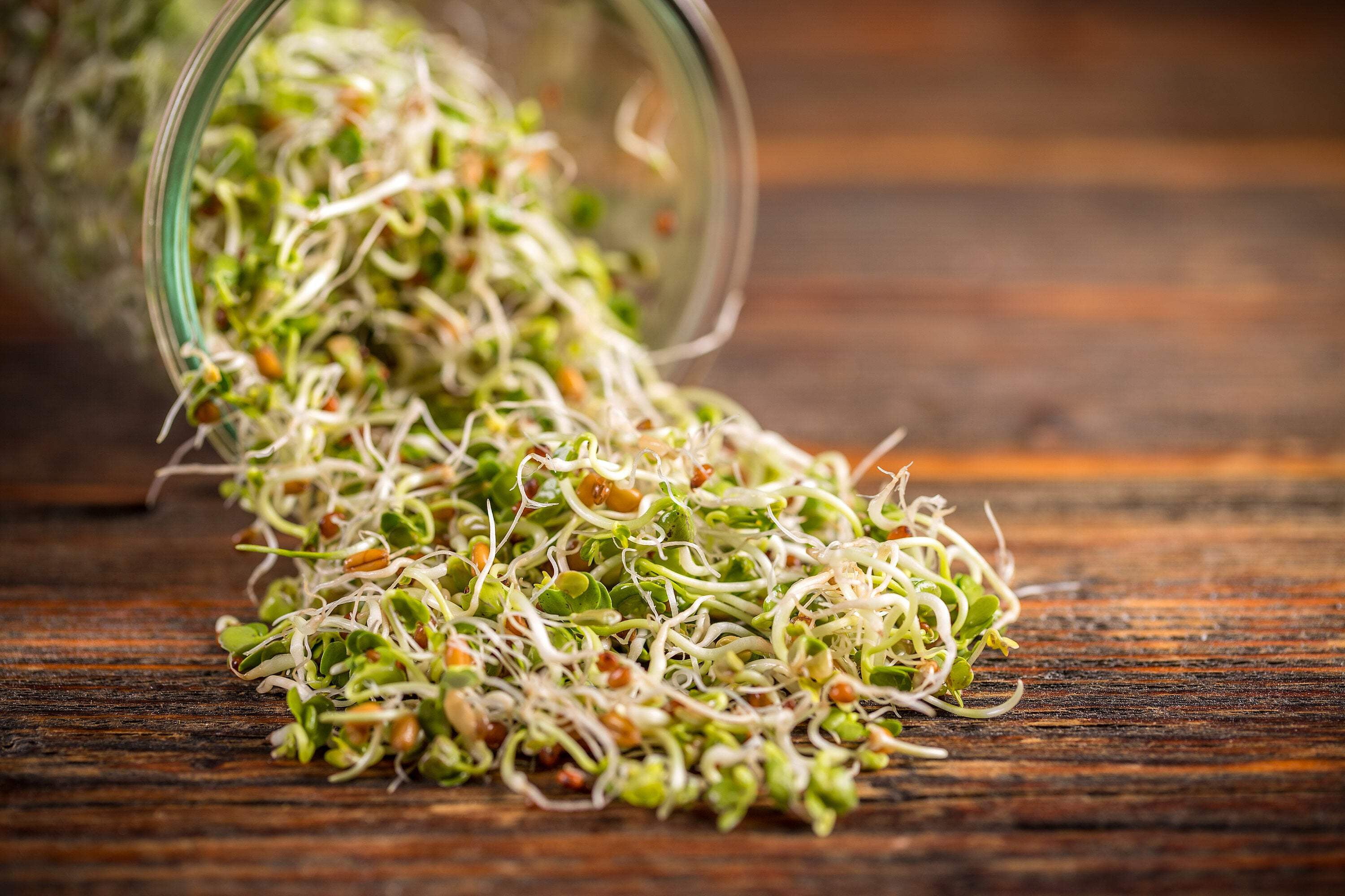 Seedville USA Sprouting Mix, Peas, Mung Beans, Adzuki Beans, Green, Red ...