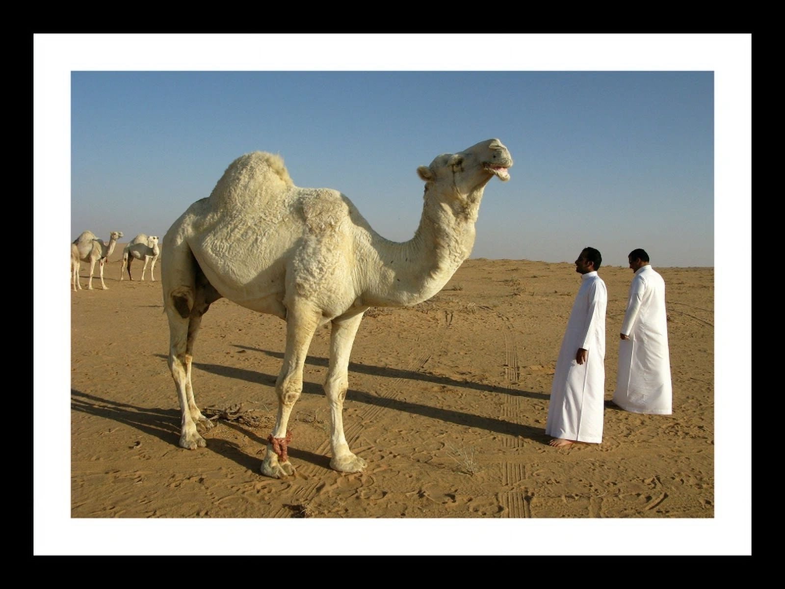 OTQOX Camel Scenery Glass With Wood Framed Art For Home And Office ...