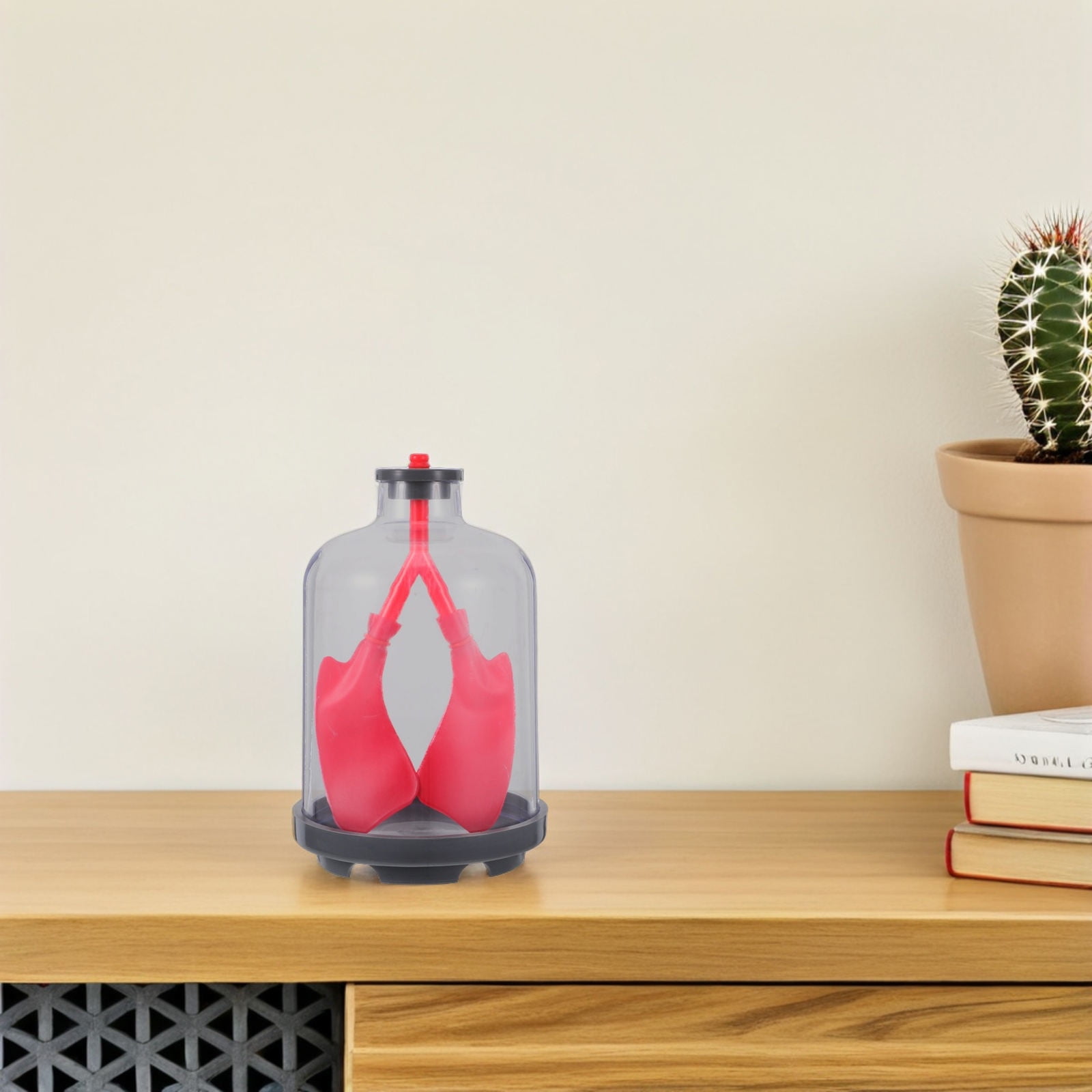 OULII Educational Anatomy Lung Model for Kids Human Lung Function ...