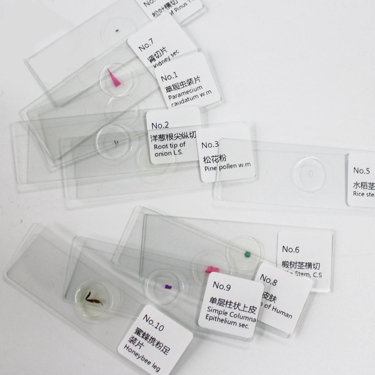 OUNONA 10 PCS/Set Biology Sample Specimens Microscope Prepared ...