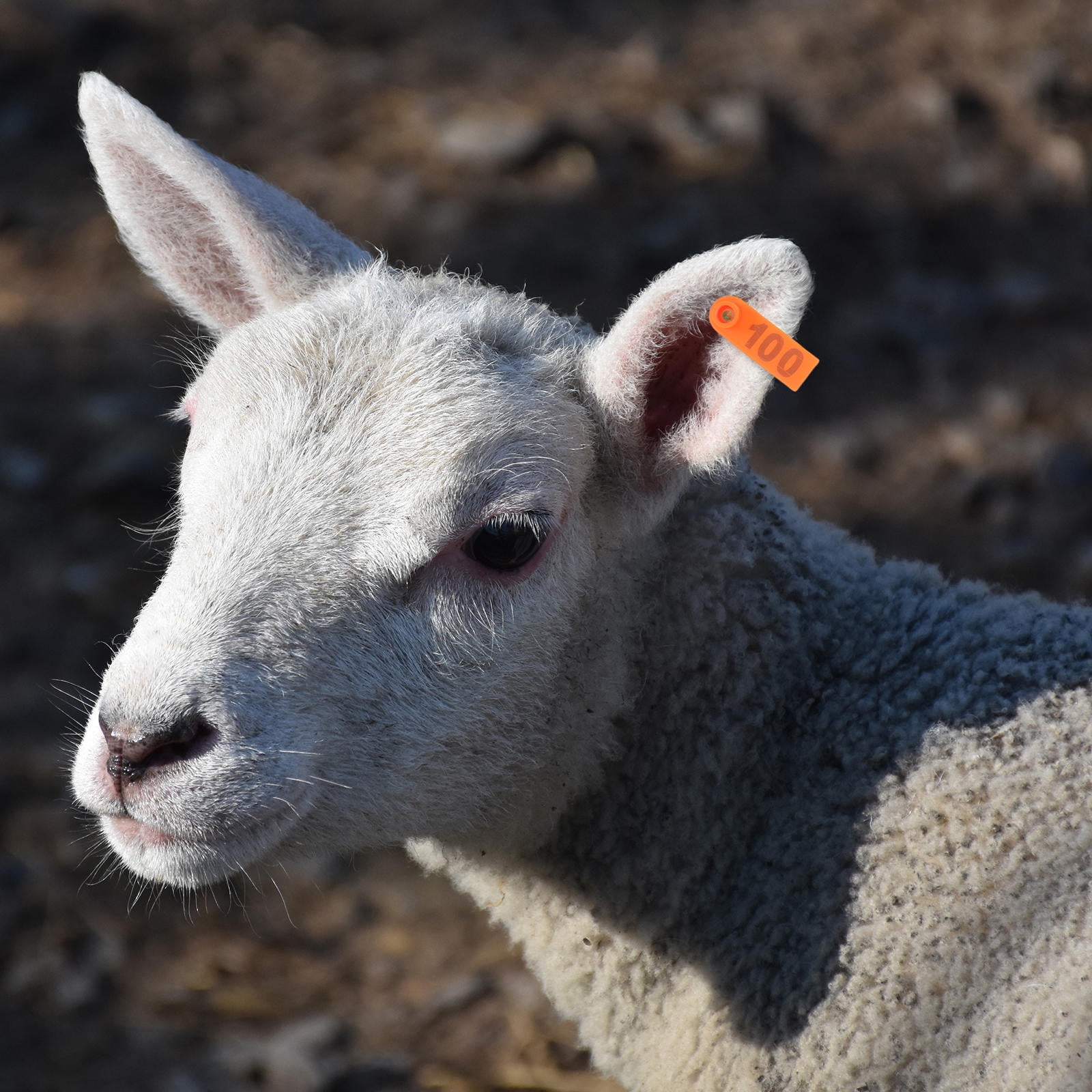 OUNONA 100pcs Cattle Ear Tags Cow Ear Tag Animal Ear Signs Cow Plastic ...