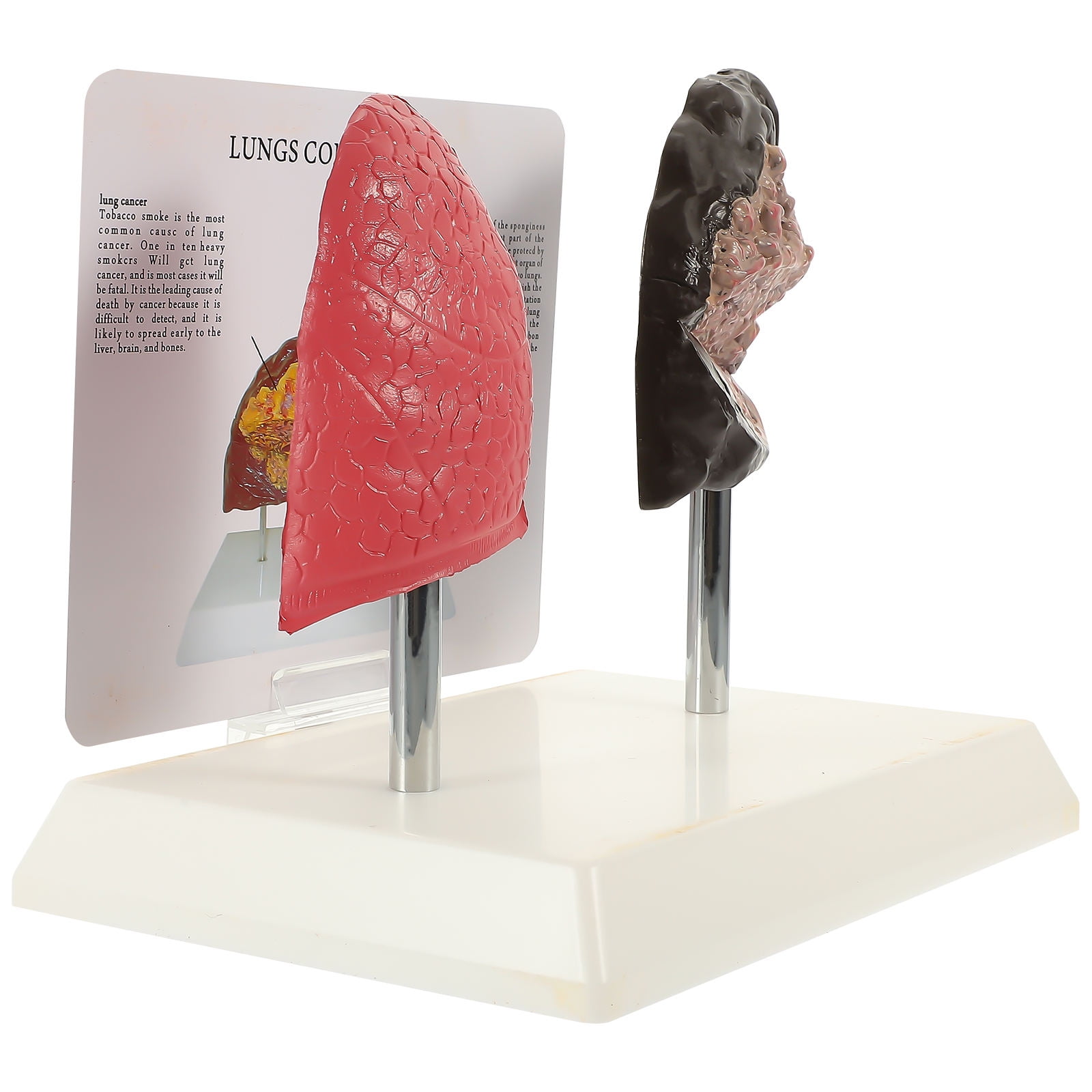 OUNONA 1Pc Smoking Lungs Display PVC 7.9X5.5X5.5in Lung Comparison ...