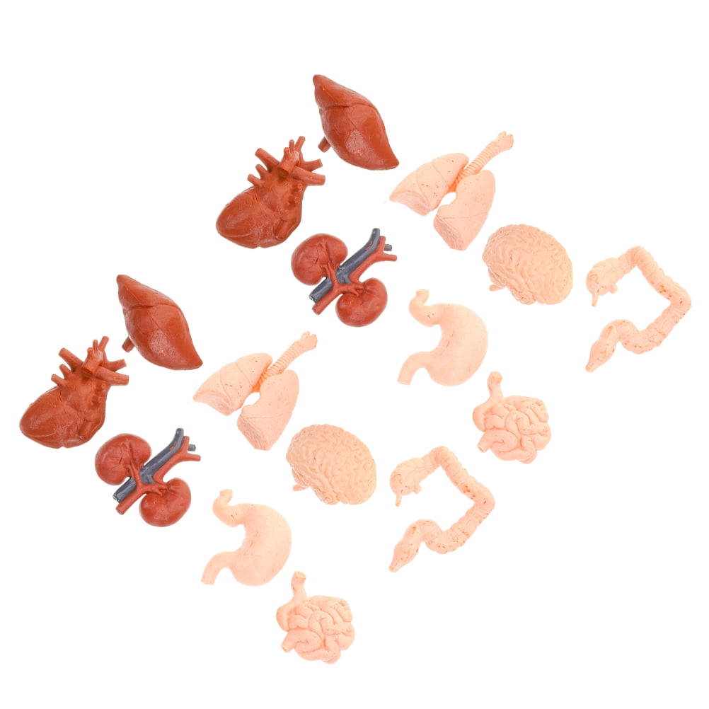 OUNONA 2 Sets Medical Torso Human Body Model Anatomy Doll Removable ...