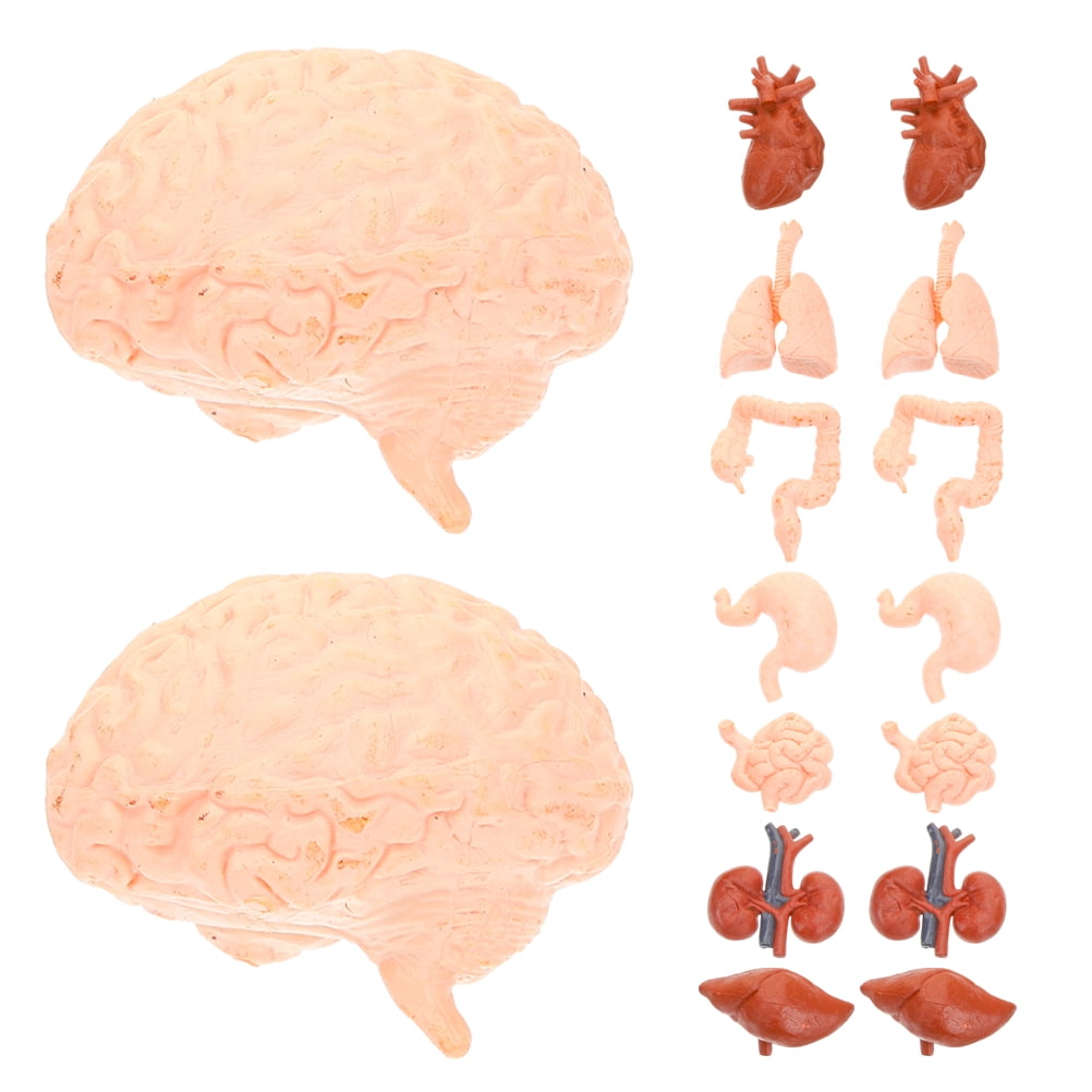 OUNONA 2 Sets Mini Human Body Model Simulation Organ Model Human Body ...