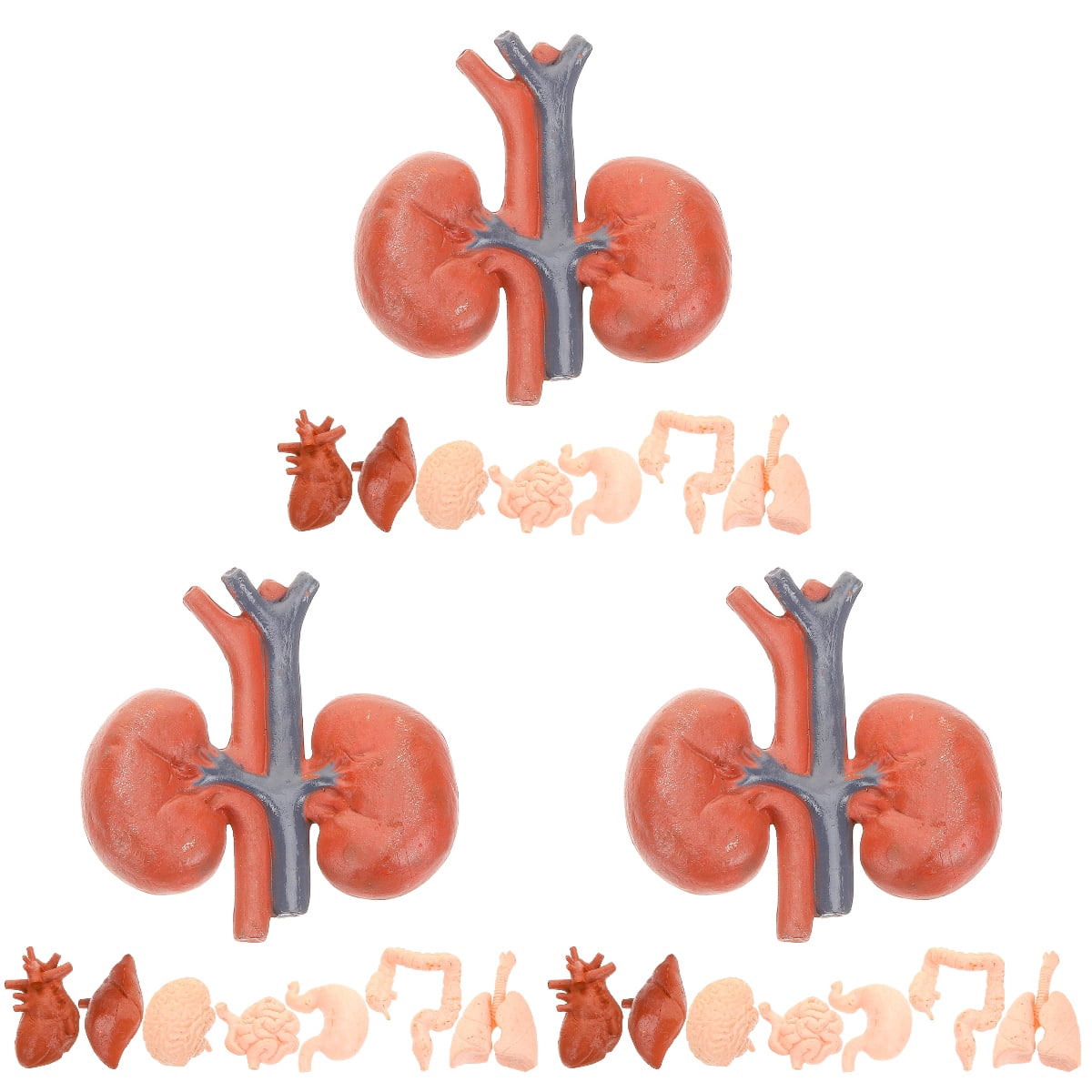 OUNONA 24 pcs Organ Models Artificial Organ Teaching Tools Anatomical ...