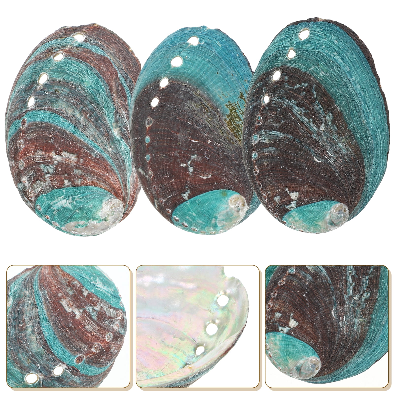 NIYANGLE Sage Smudge Bowl Shell Smudge Bowl For Rituals 3Pcs 3.3x2.4in ...