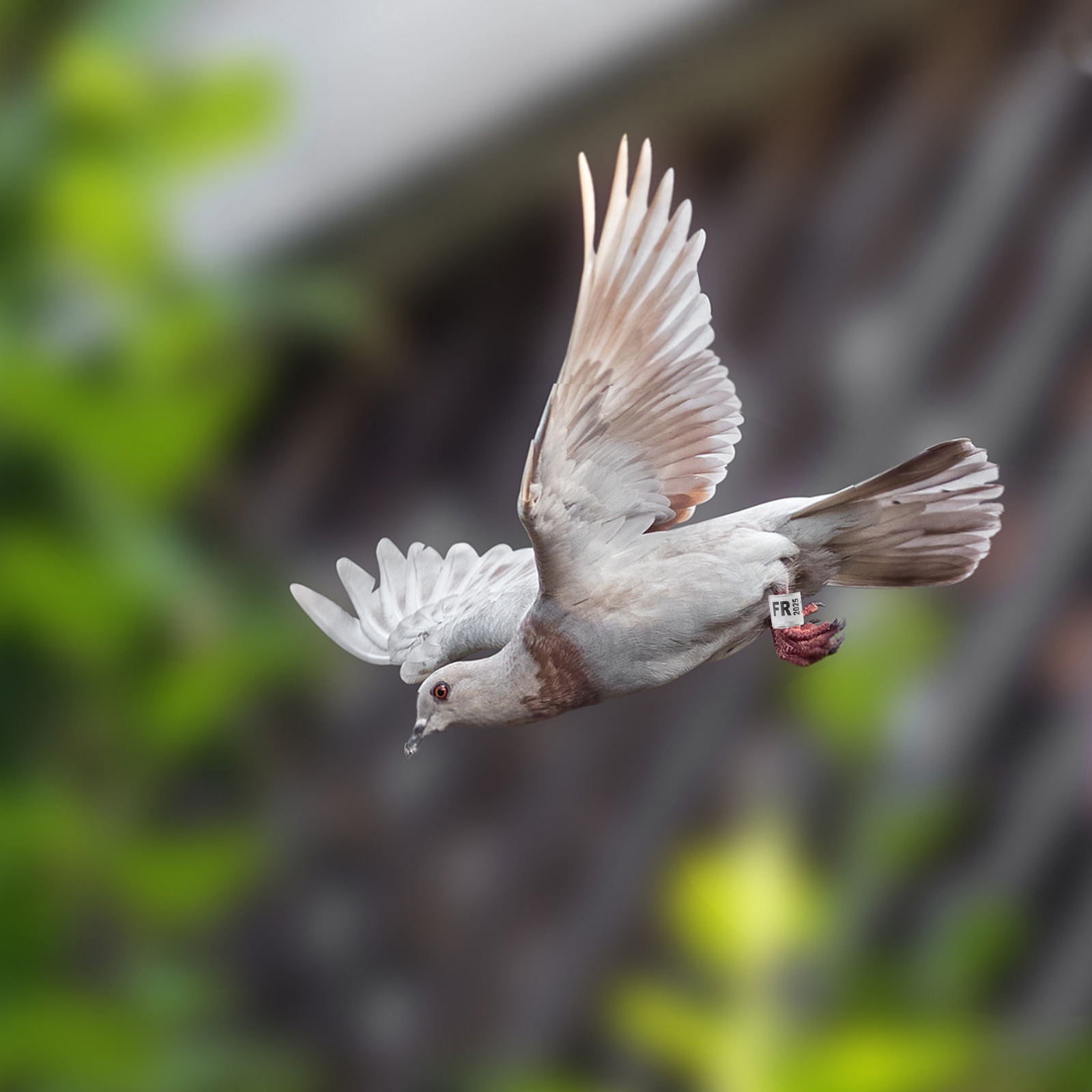 OUNONA 50 Pcs Aluminum Pigeon Leg Bands For Bird Identification Durable ...