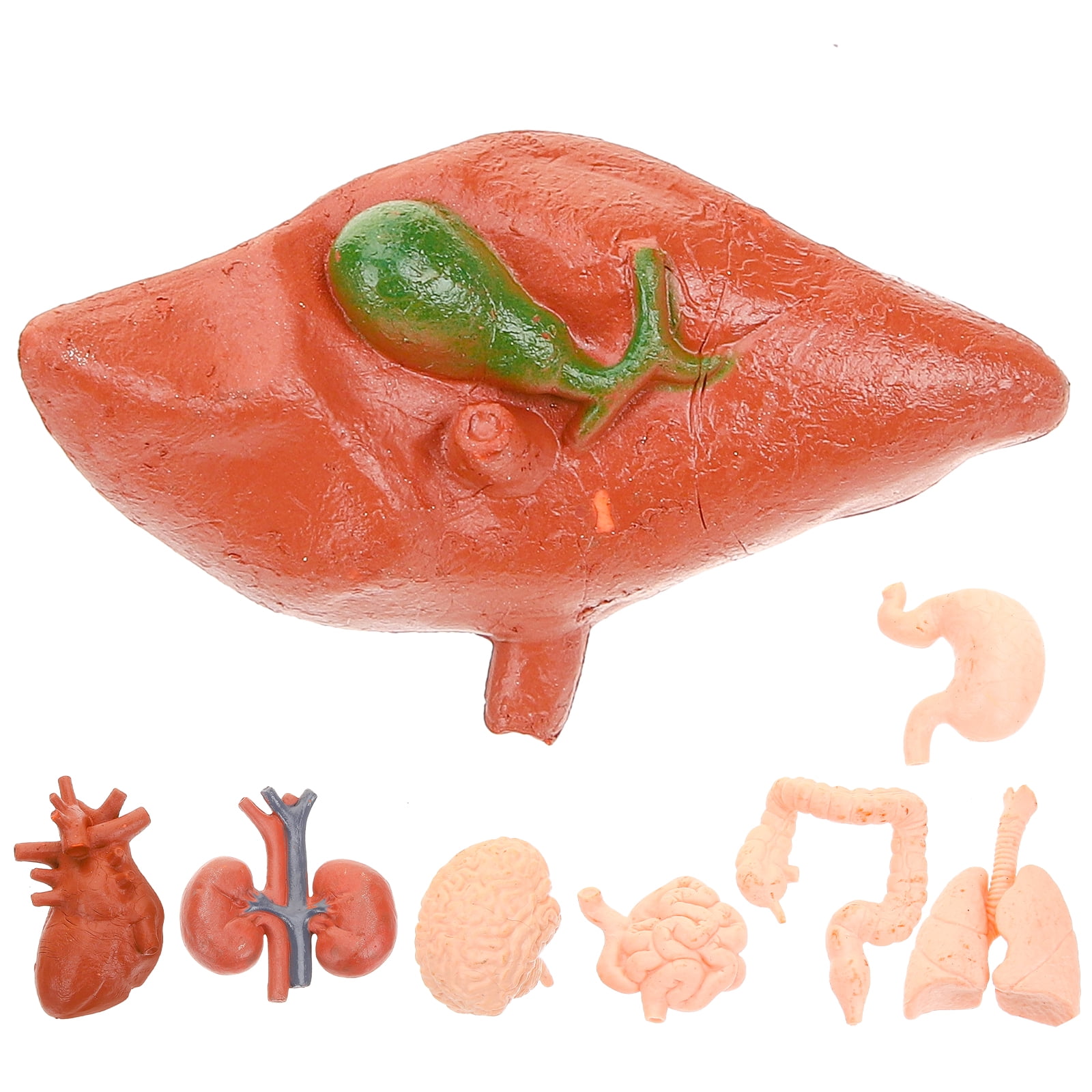 OUNONA 8pcs Organ Models Artificial Organ Teaching Tools Anatomical ...