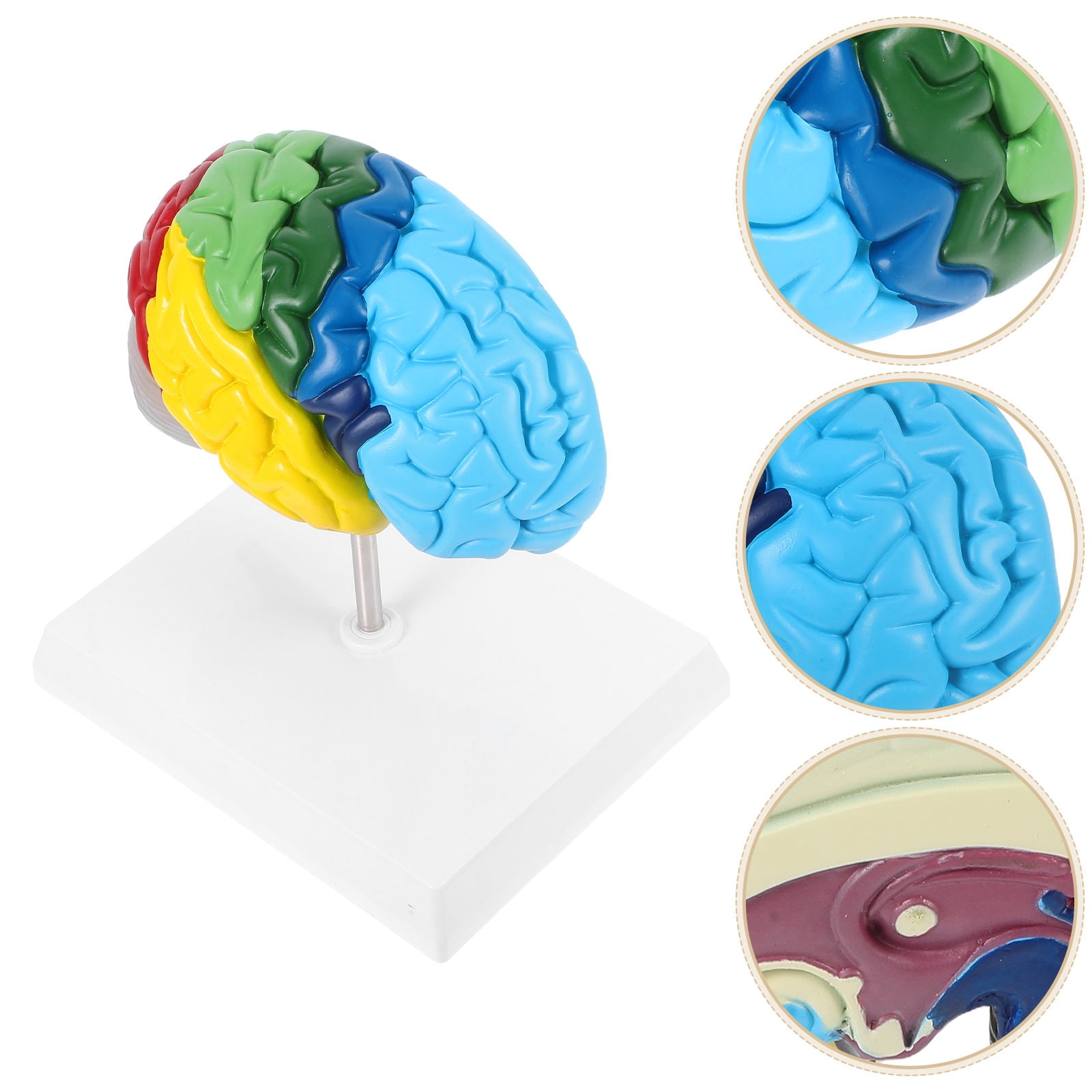 OUNONA Anatomical Brain Models 1:1 Scale Right-Half Brain Model Anatomy ...