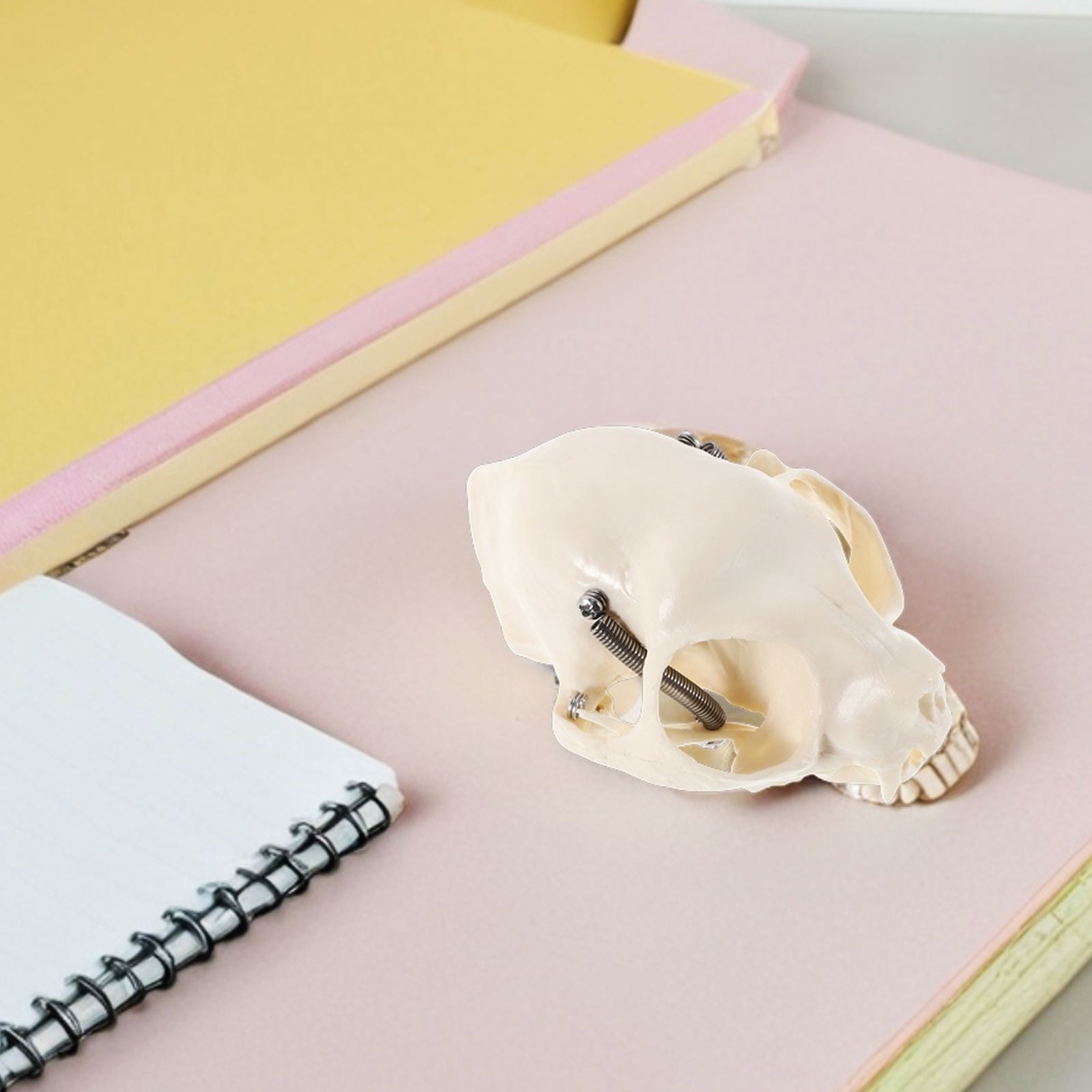 OUNONA Authentic Cat Skull Anatomy Model Cat Head Model Skull Figurine ...