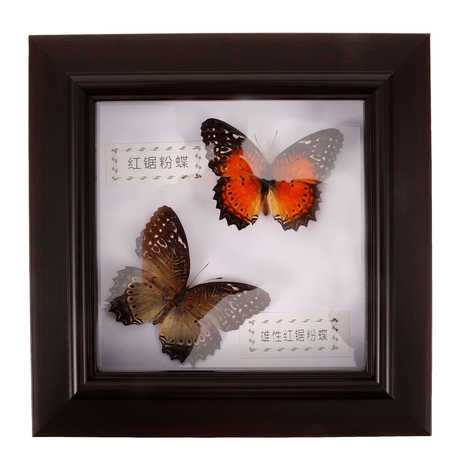 OUNONA Butterfly Specimen Frame with Exquisite Lifelike Specimens for ...