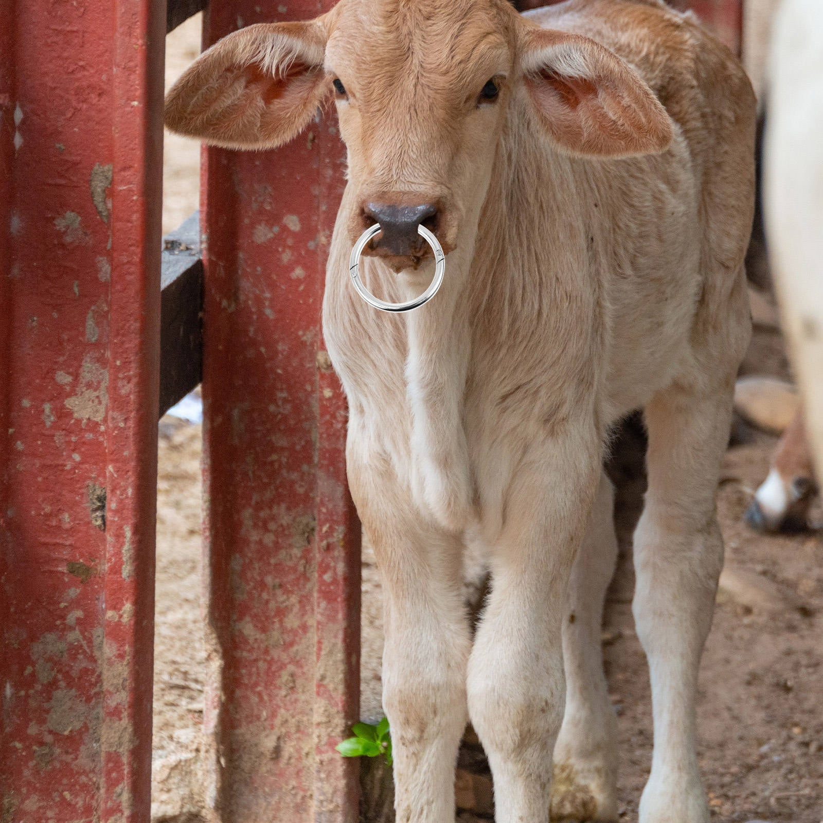OUNONA Cattle Nose Rings and Bull Nose Ring Reusable Livestock Nose Rings for Secure Handling ...