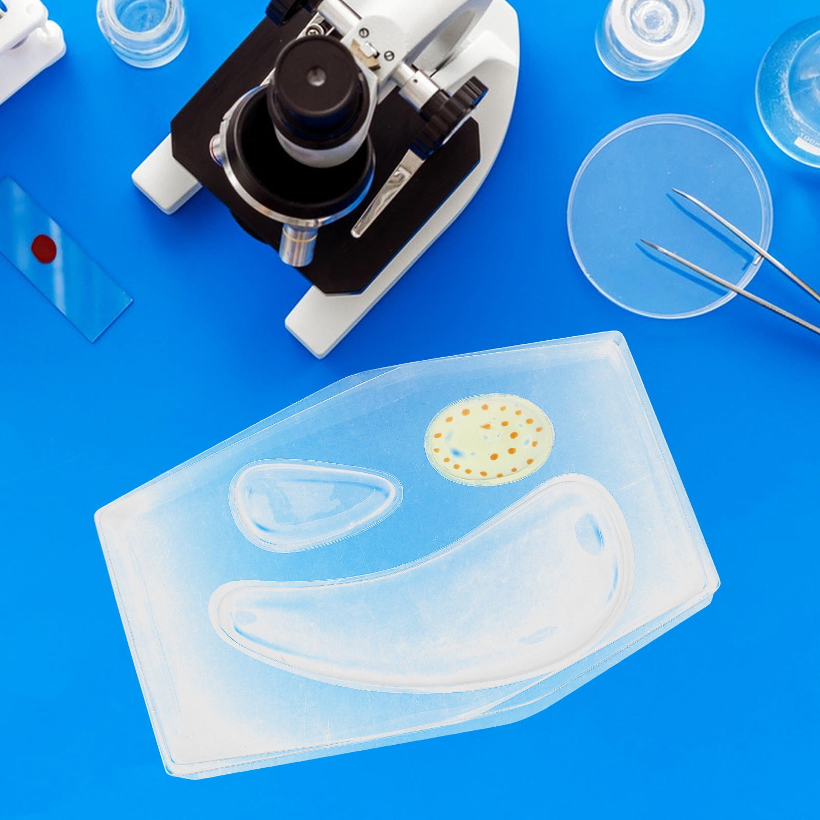 OUNONA Classroom Teaching Aid Plant Cell Model Kit with Visual Aid and ...
