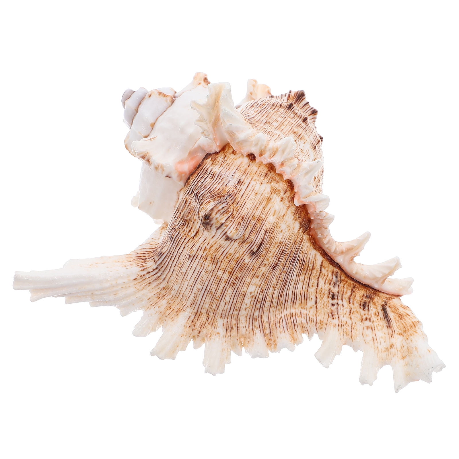 OUNONA Conch Shell Aquarium Decor Beach Theme Wedding Layout Prop ...