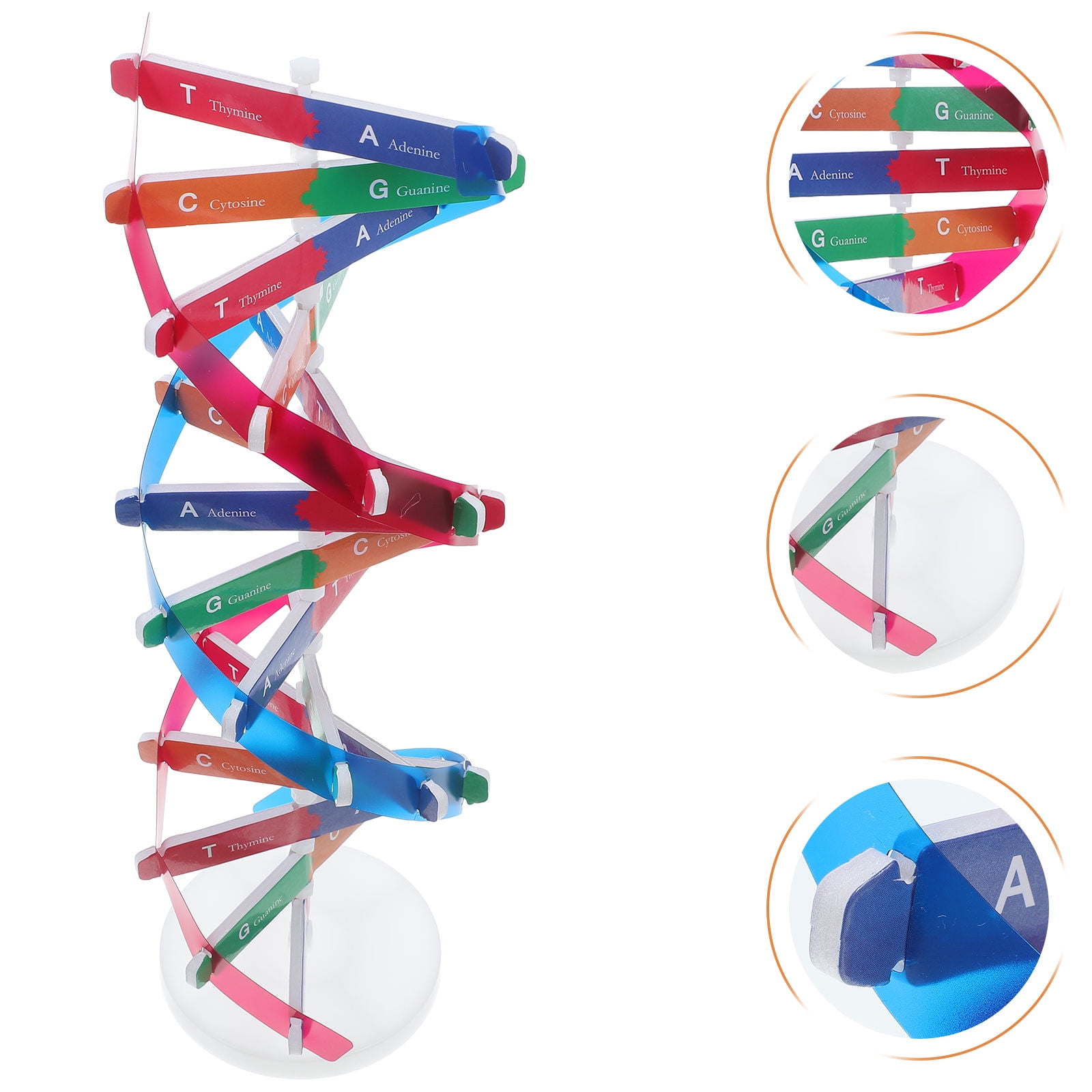 OUNONA Double Helix Model Components Assembling Science Educational ...