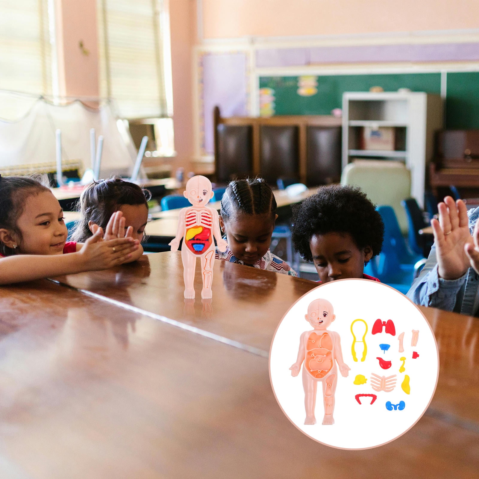 OUNONA Human Body Anatomy Kit with Detachable Organs for Kids DIY ...