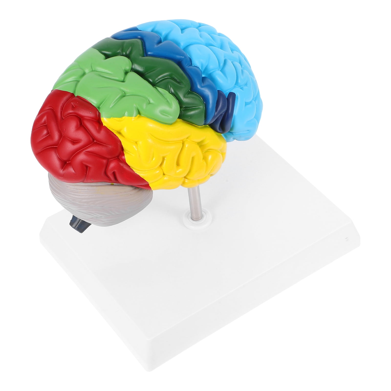 OUNONA Human Brain Anatomical Models 1:1 Scale Right-Half Brain Model ...