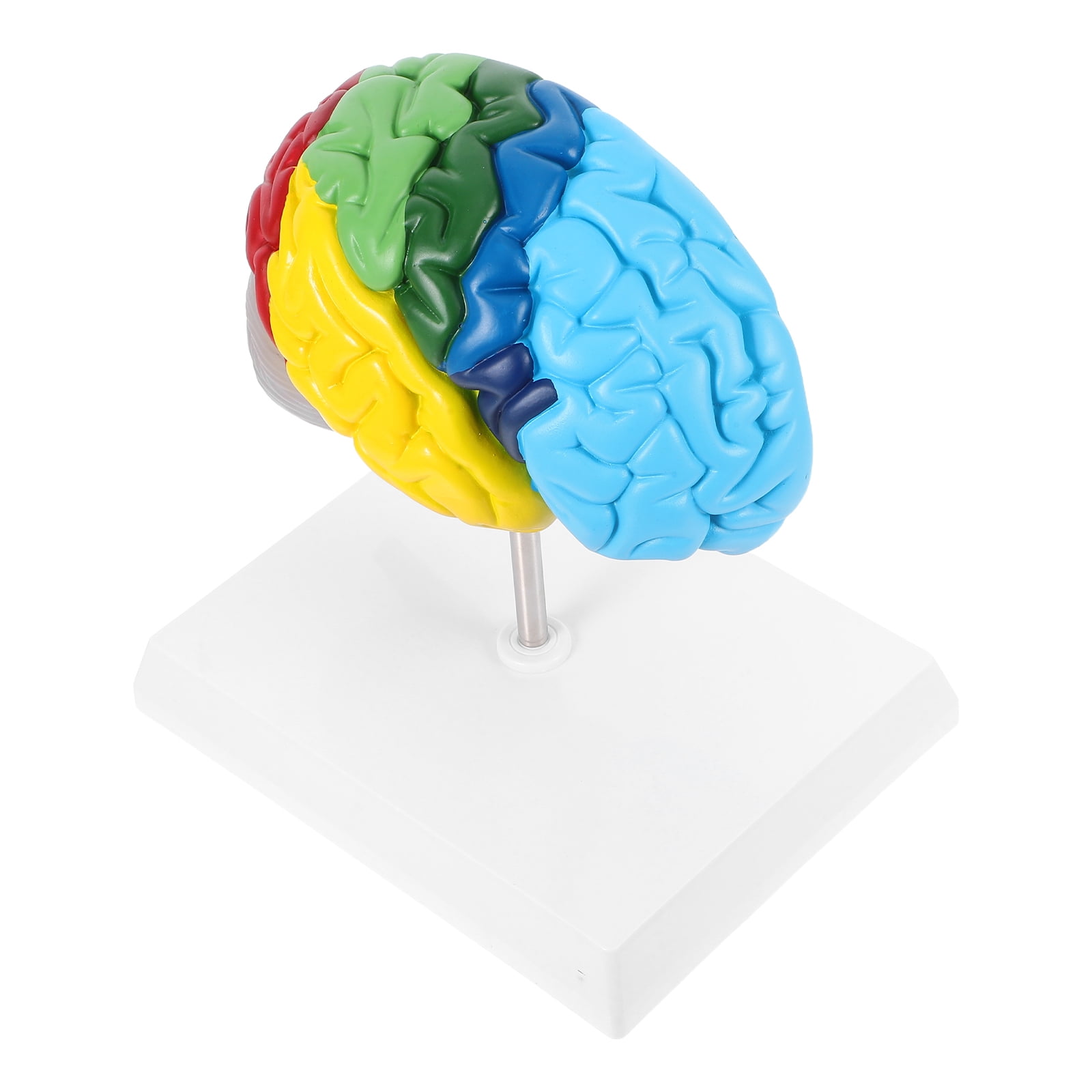 OUNONA Human Brain Models 1:1 Scale Anatomy Model For Neuroscience ...