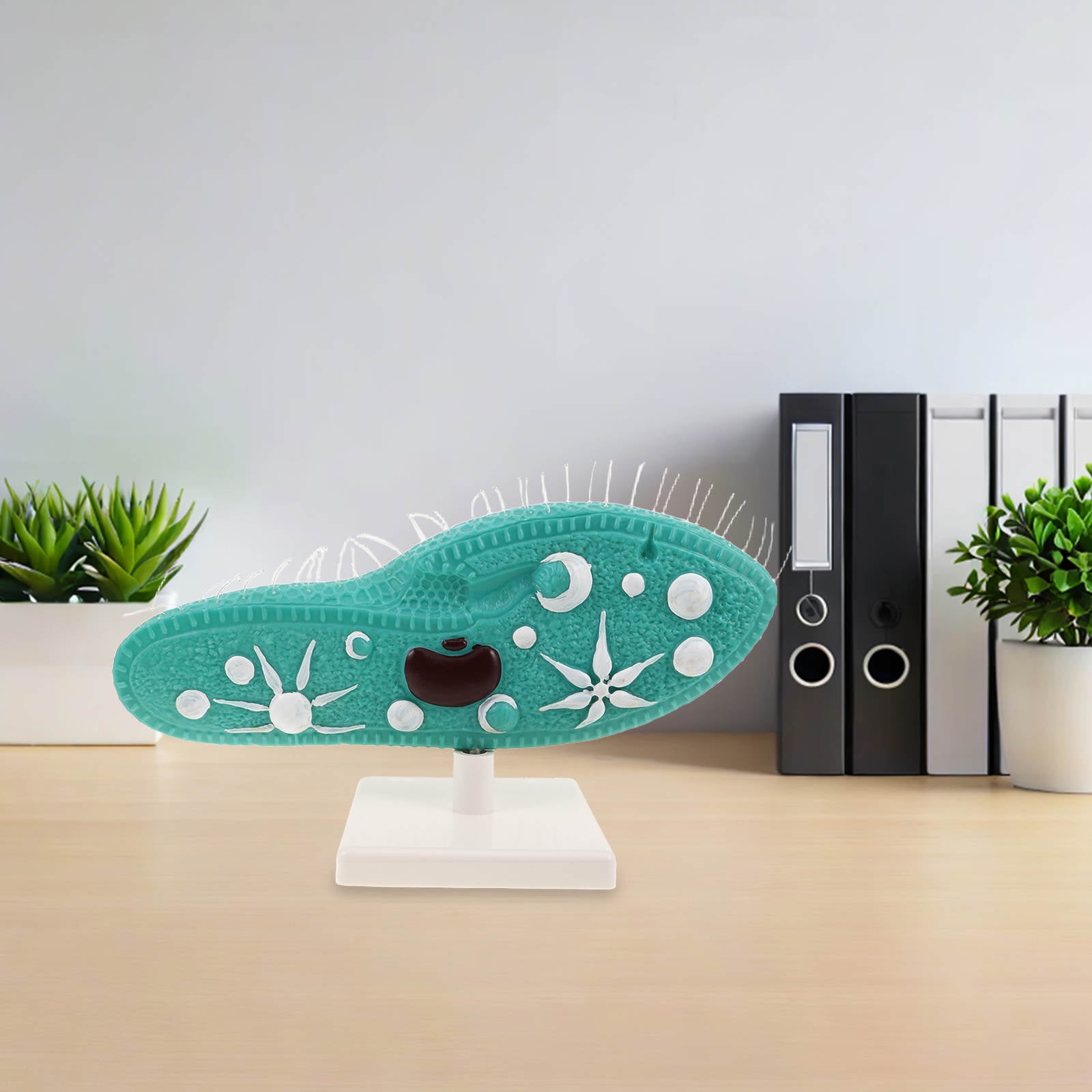 OUNONA Paramecium Model with Stand Realistic Structure Lab Equipment ...