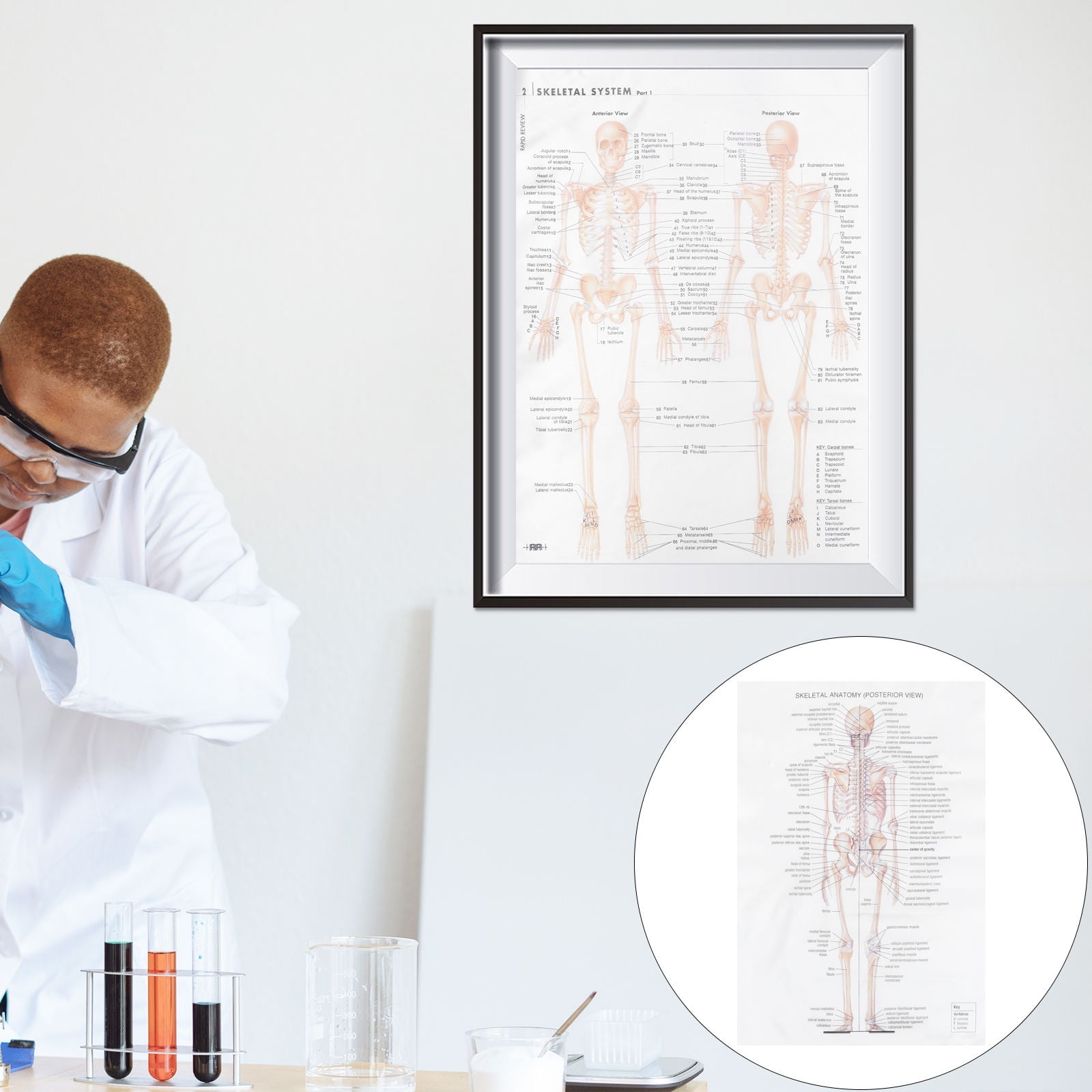 OUNONA Skeletal Structure Anatomy Poster Creative Anatomy Poster ...