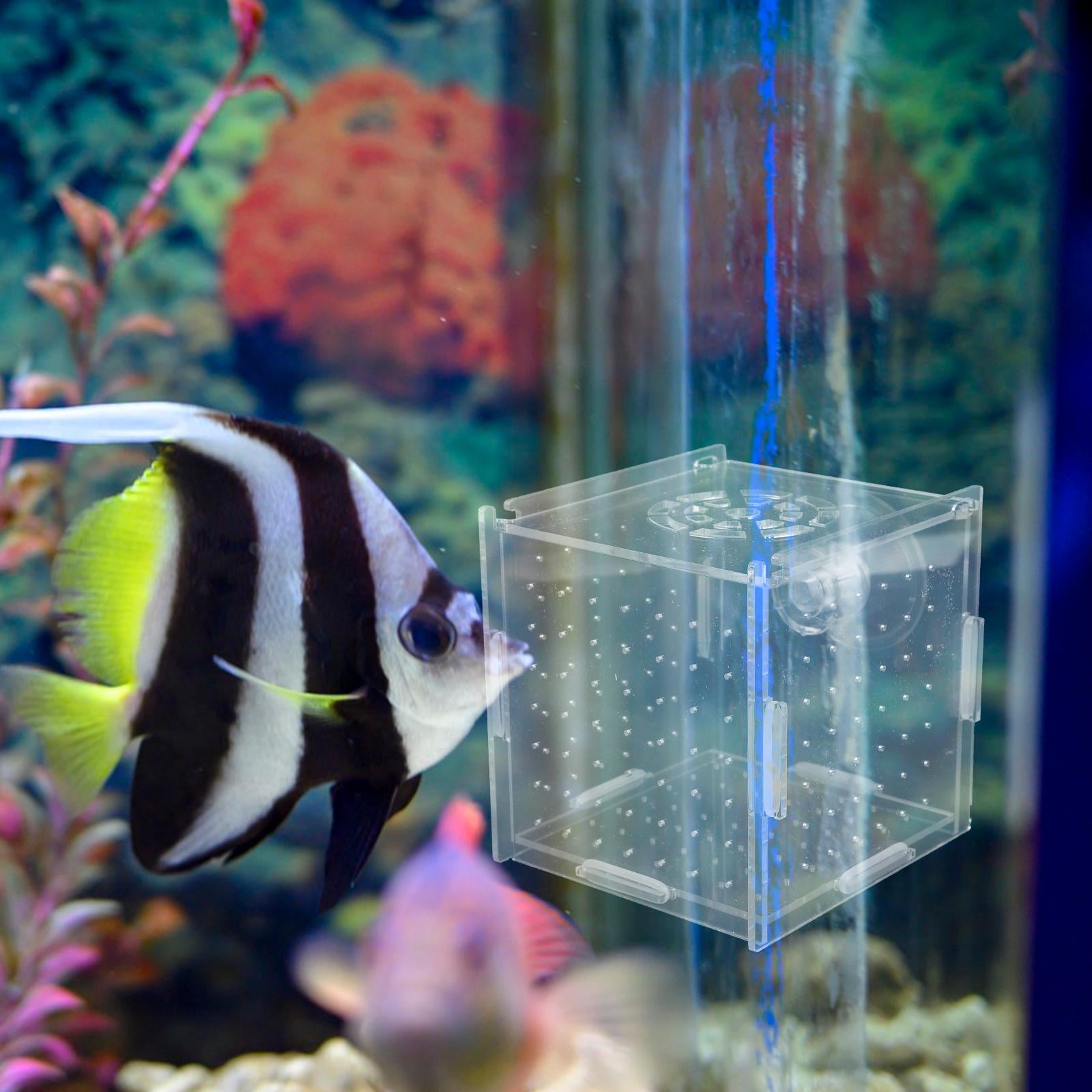 OUNONA Transparent Acrylic Fish Breeding Cage for Aquarium with Suction ...