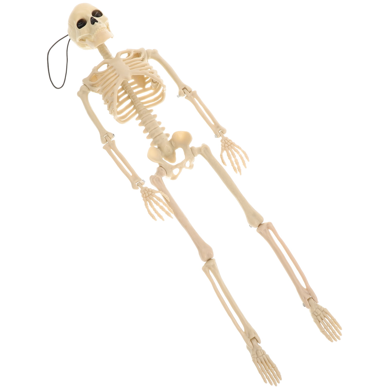 Tineasur Creative Skeleton Prop for Decor Made of Plastic Perfect for ...