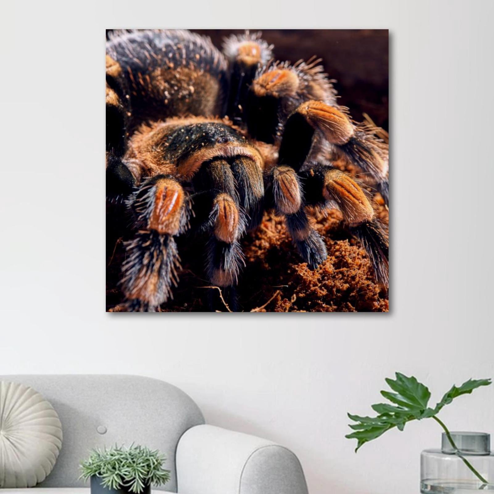 OWNSERIES Mexican Red Knee Tarantula Spider Pattern Canvas Wall Art ...