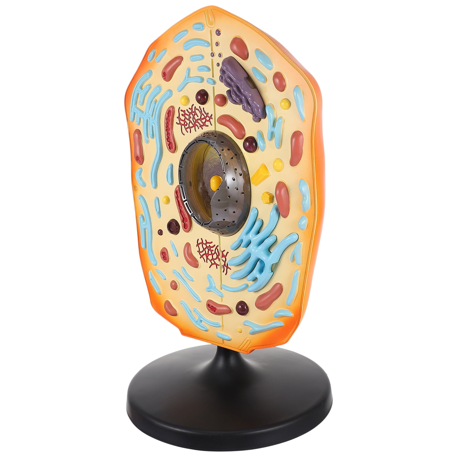 Middle School Animal Cell Model Teach Display 1 Set Animal Cell Model ...