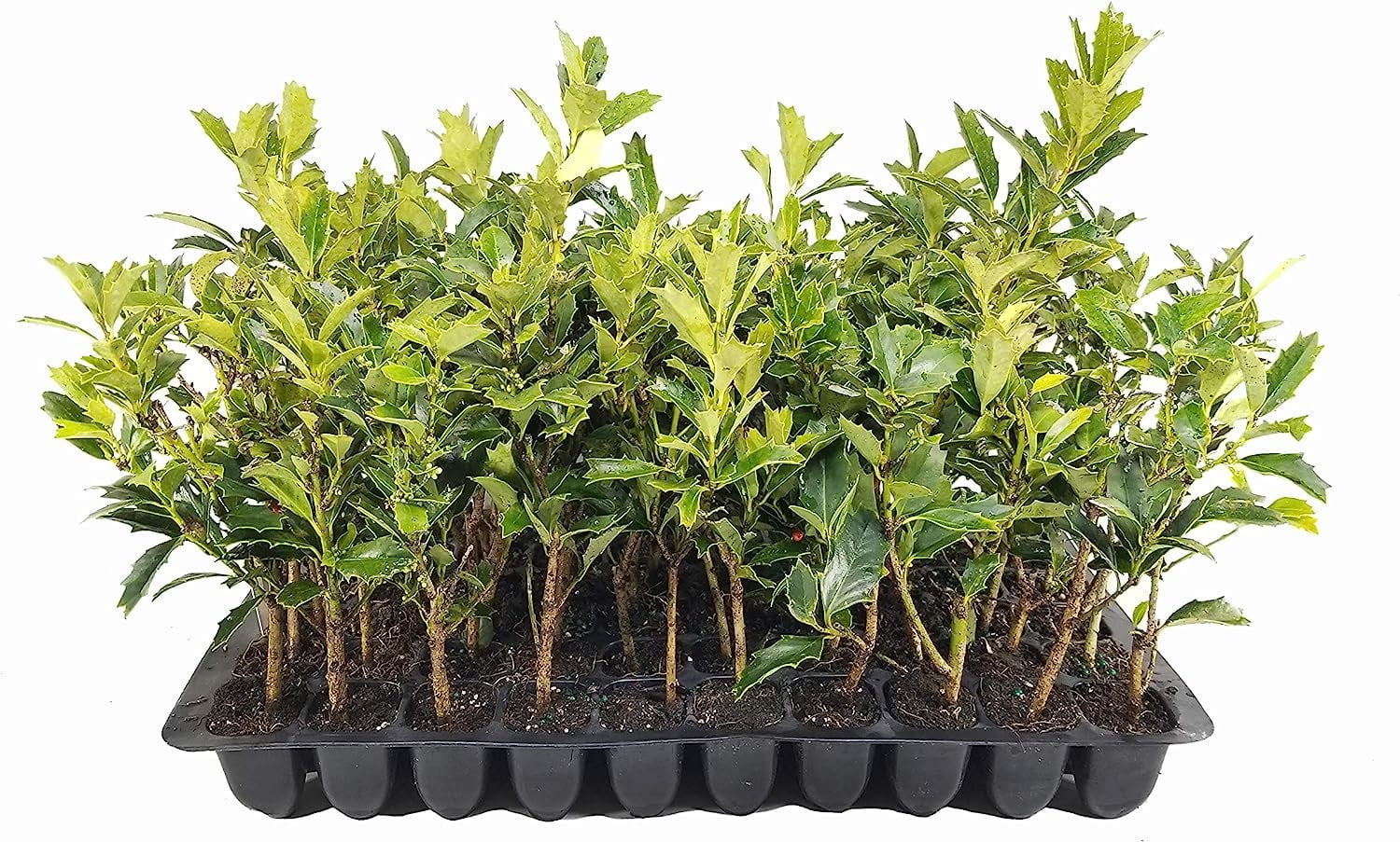 Oak Leaf Holly Ilex Conaf 3 Live Trees Formal Upright Privacy Screen ...