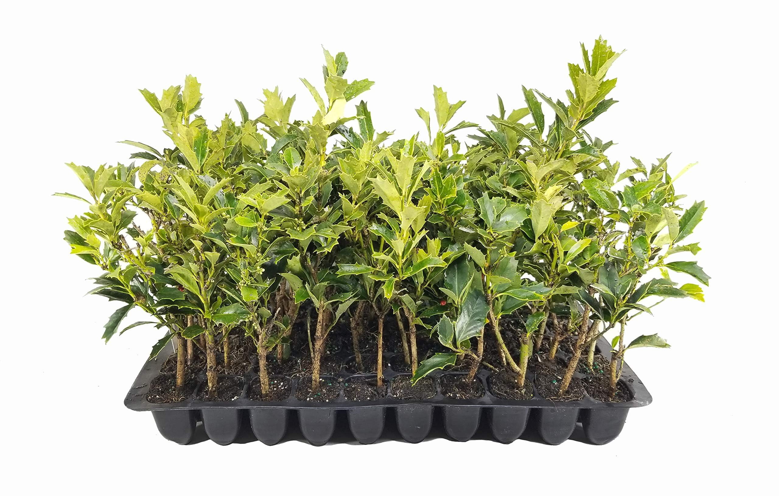 Oak Leaf Holly | Ilex Conaf | 30 Live Trees | Formal Upright Privacy ...