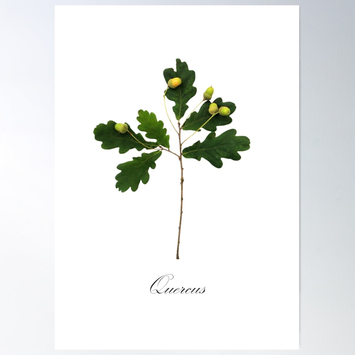 Oak Leaves And Acorns Poster Wall Art, Modern Wall Decor For Living ...