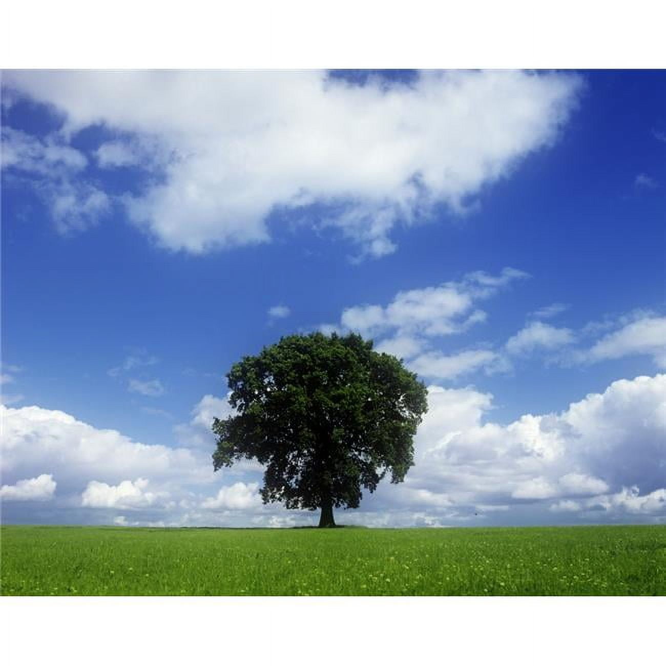 Oak Tree On A Landscape County Meath Republic Of Ireland Poster Print ...