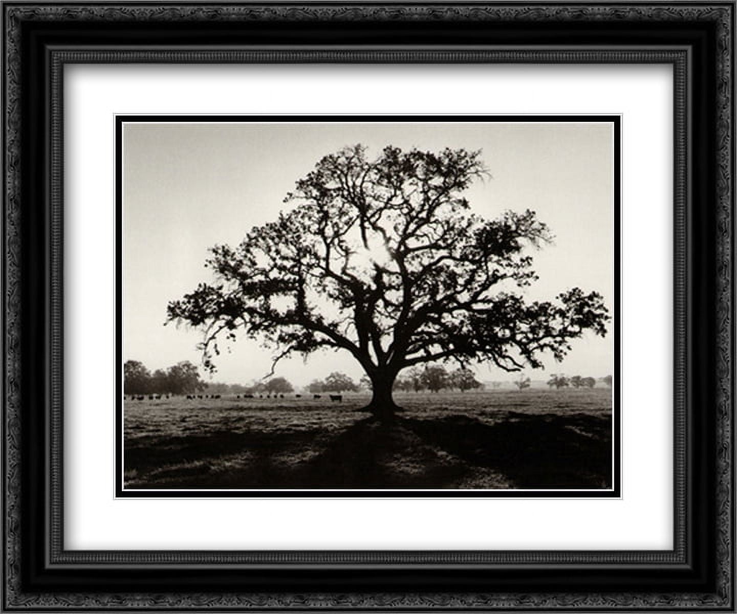Oak Tree Sunrise 2x Matted 15x18 Black Ornate Framed Art Print by Ansel ...